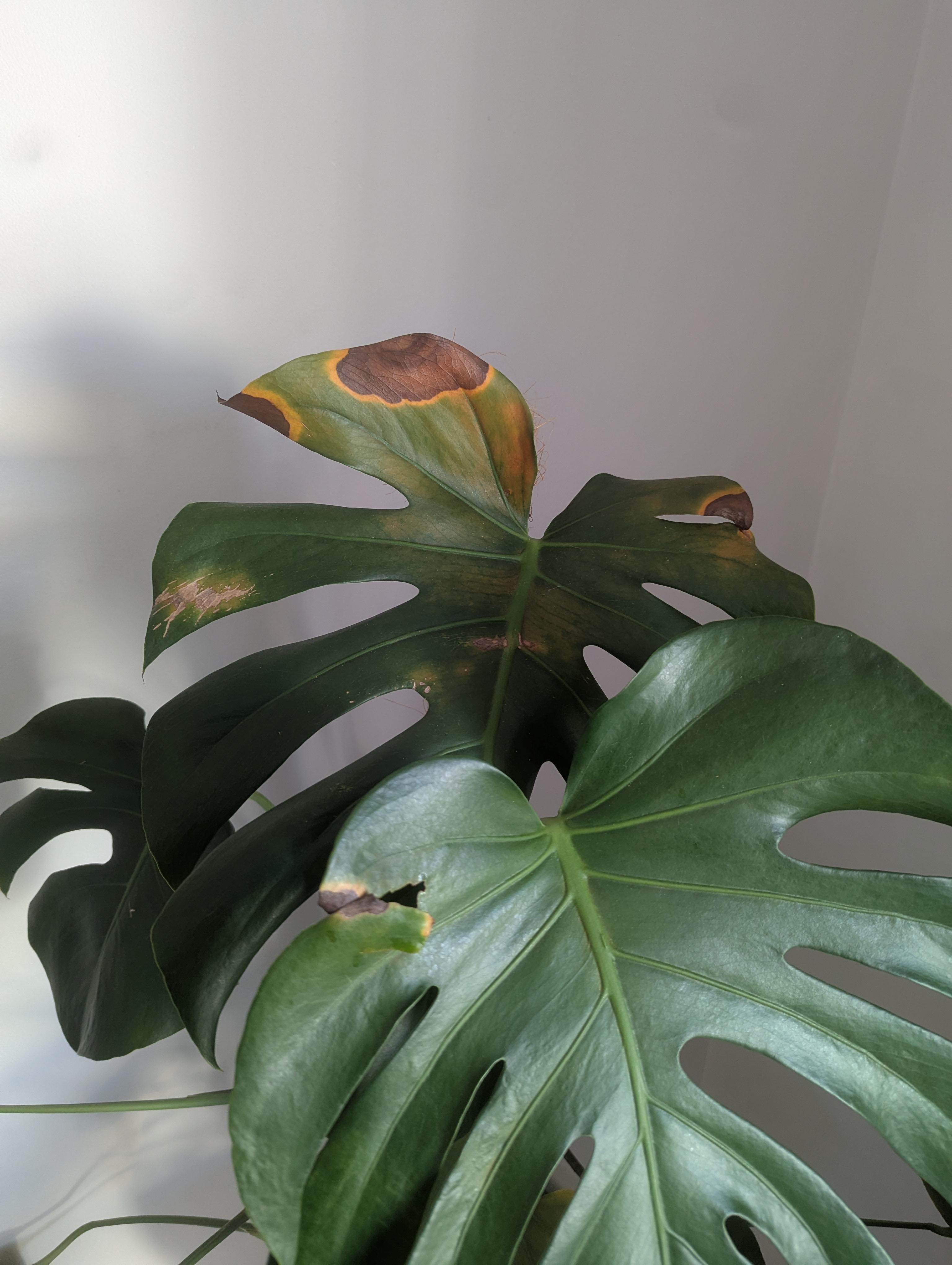 Monstera help | Scrolller