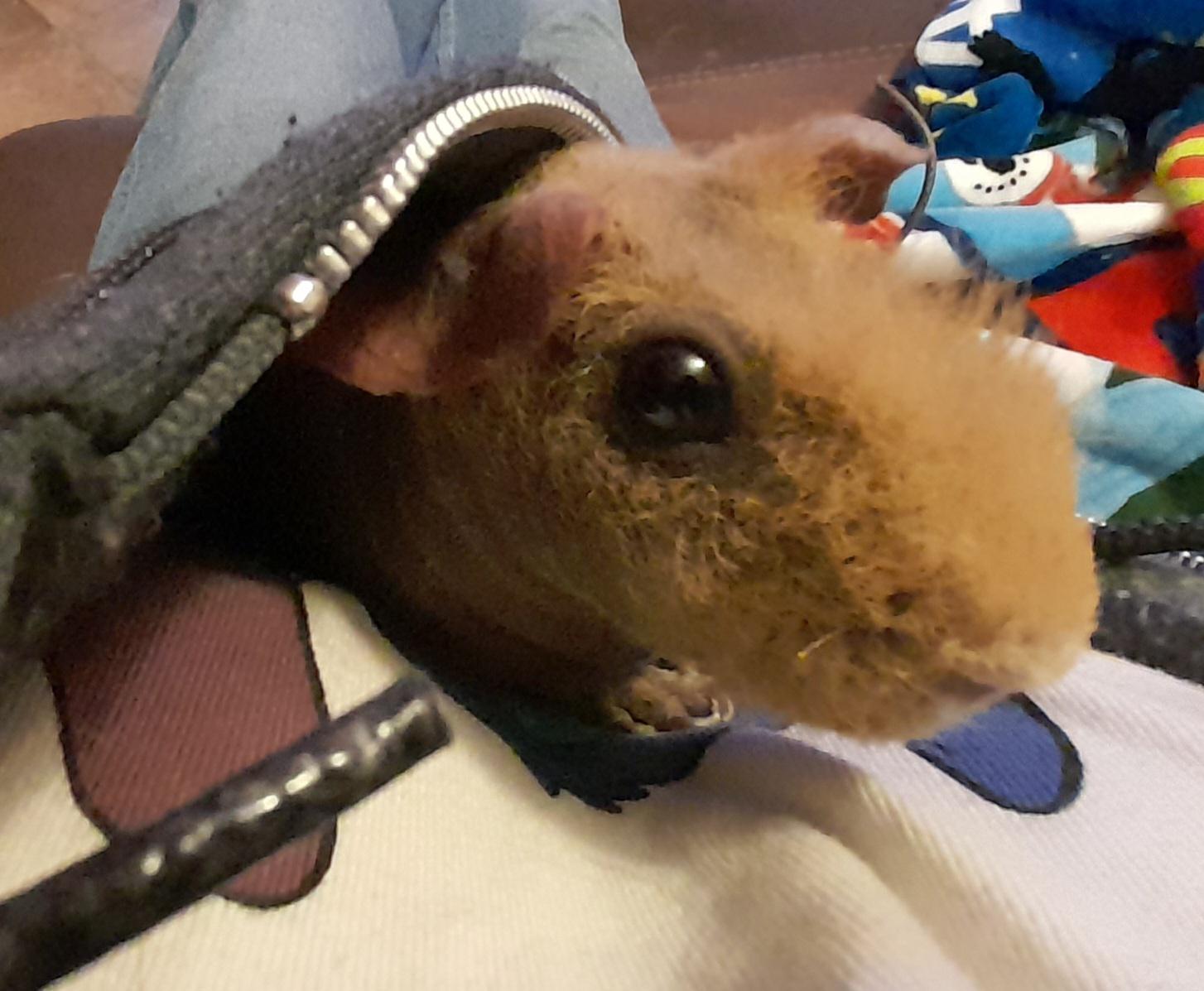 Stan my extremely big eyed skinny pig | Scrolller