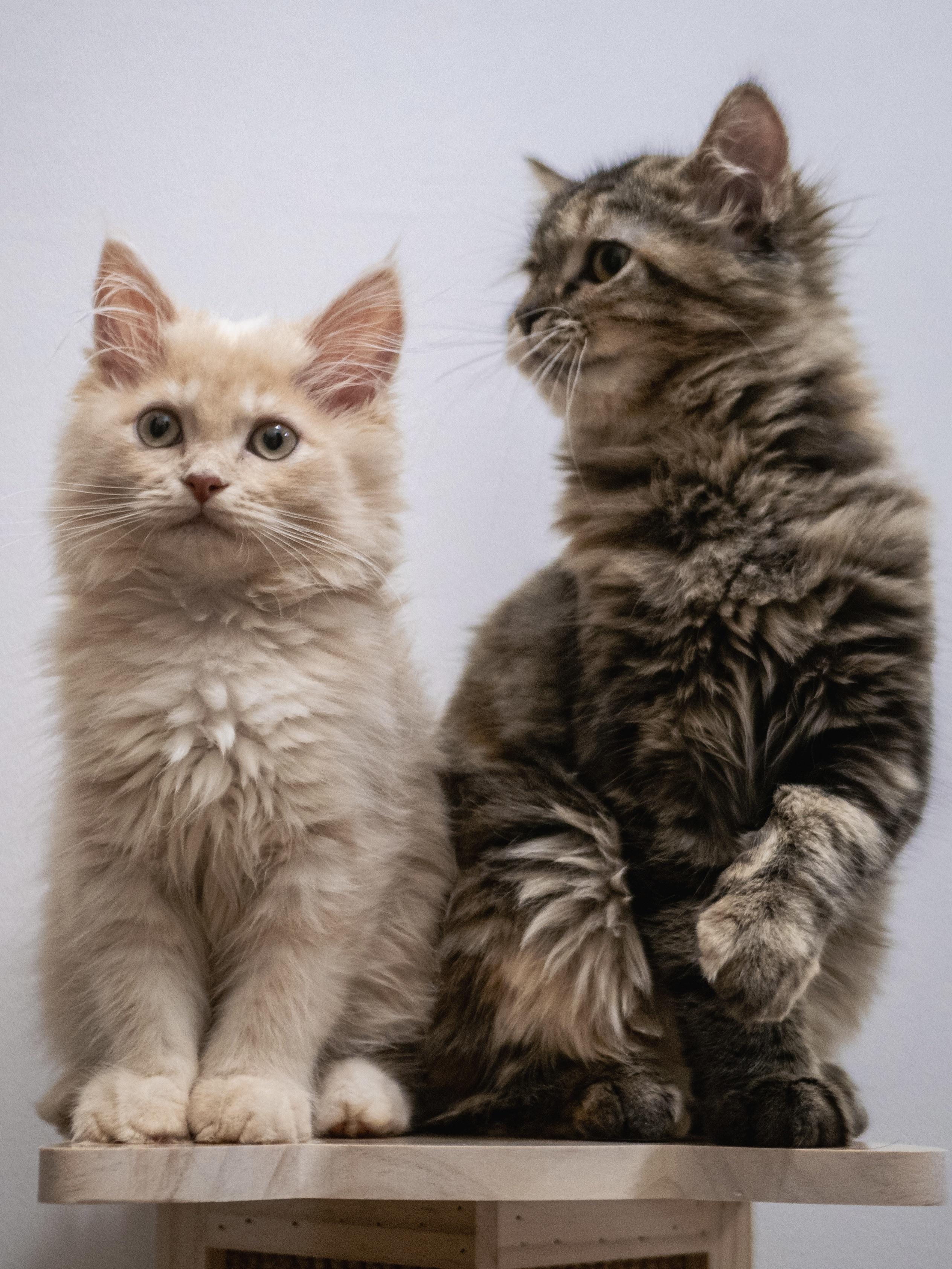 Kittens’ DIY Photoshoot | Scrolller