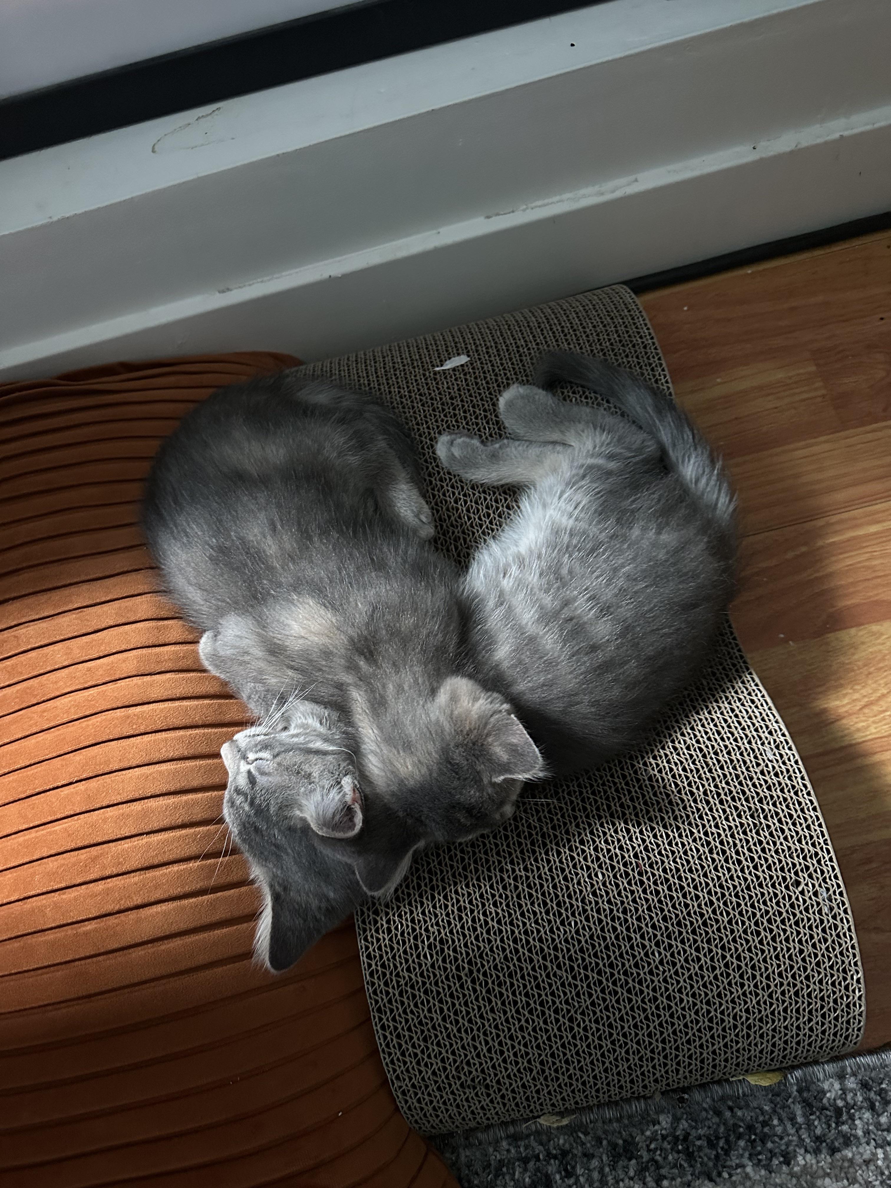 First time kitten owner 🫶🏻 meet chester and cora 🐱🥰 | Scrolller