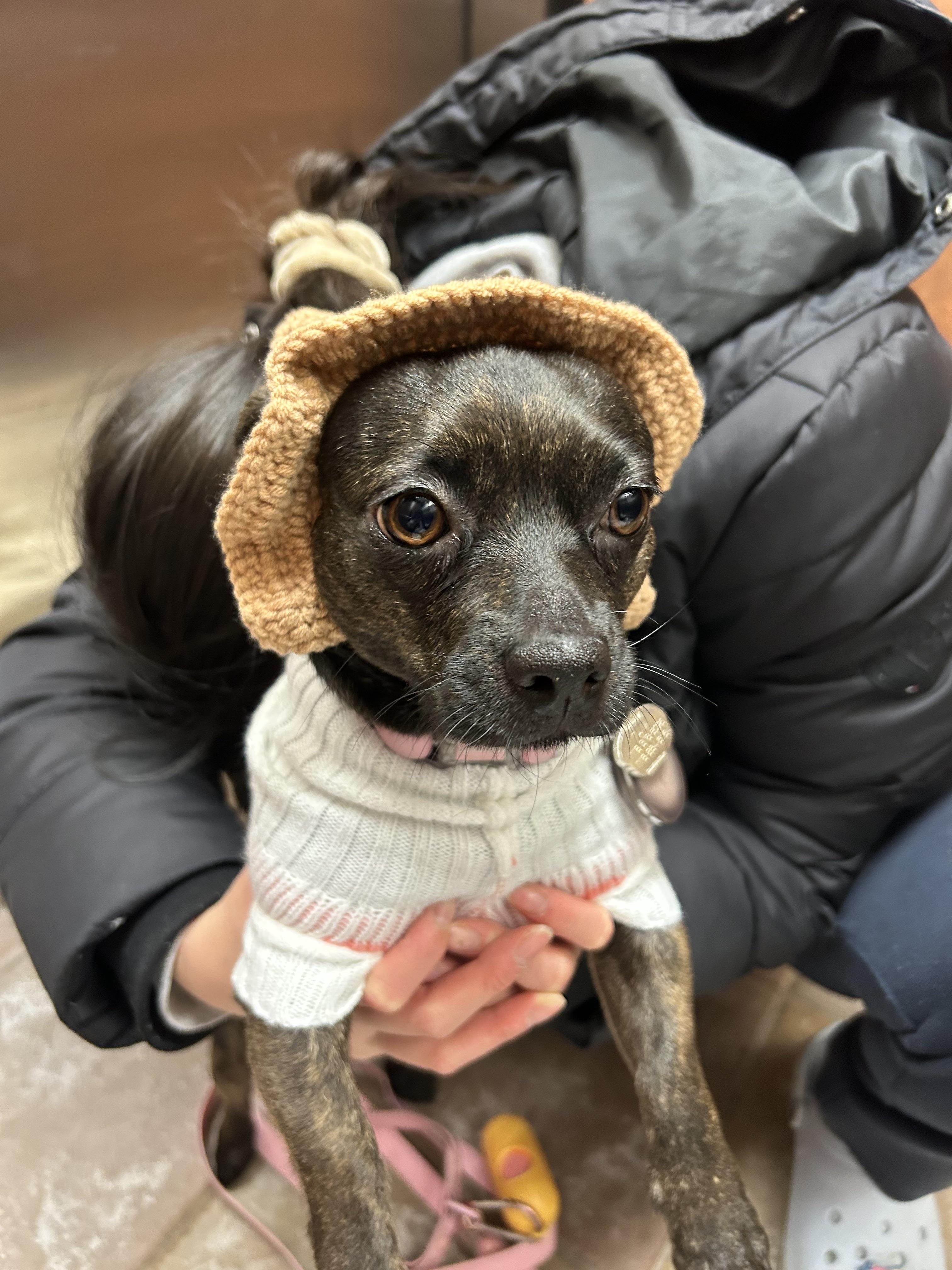 The best foster fail | Scrolller