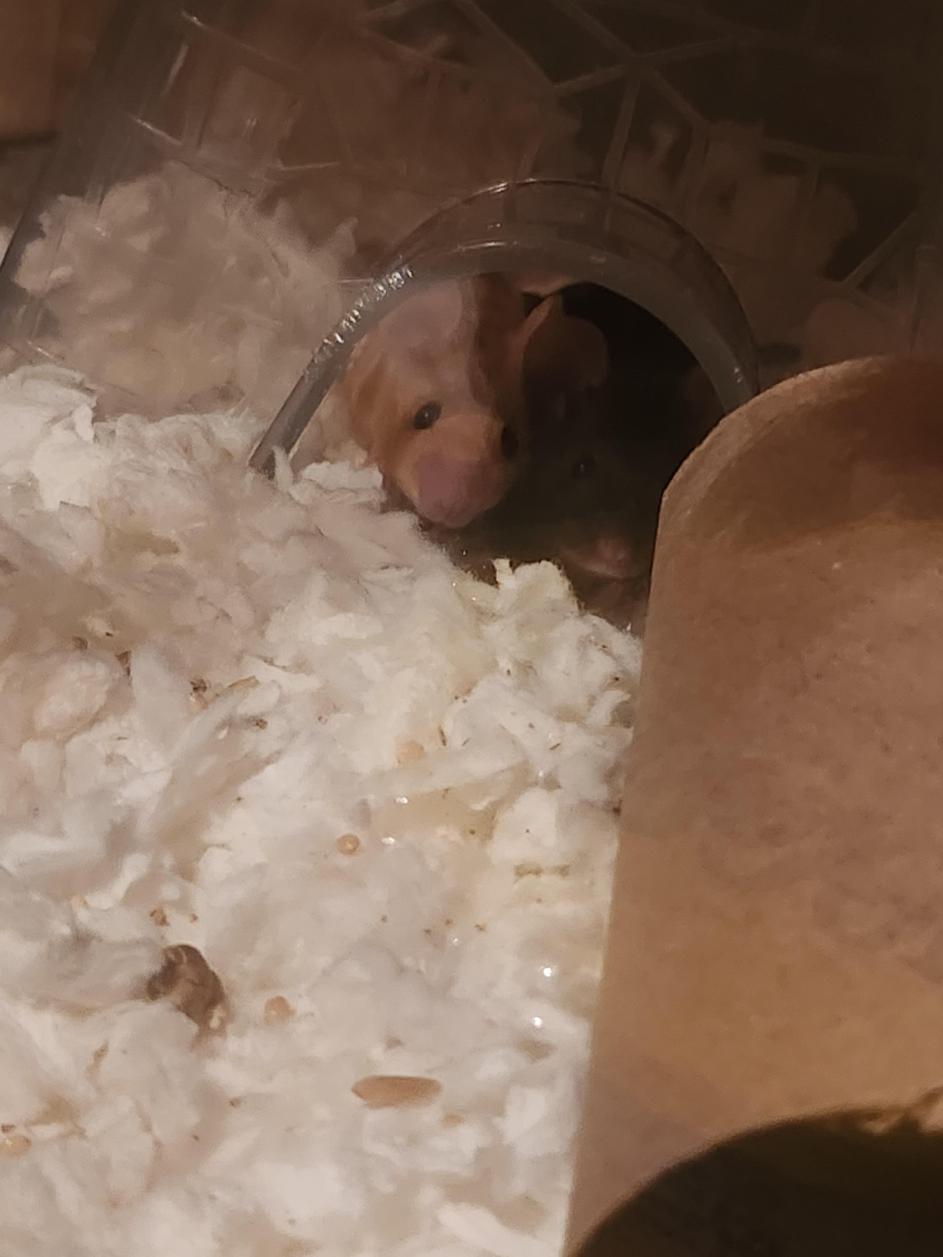 Help my mice are fighting?? | Scrolller