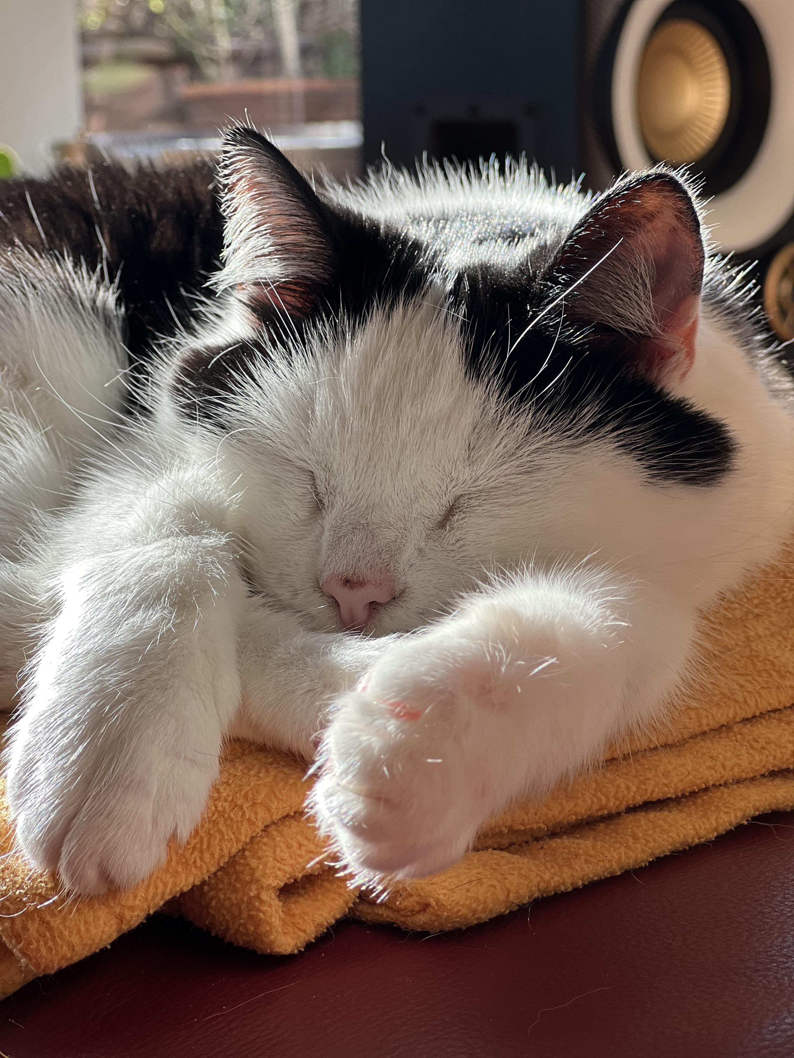 [OC] Sunbathing Sleeping Beauty | Scrolller