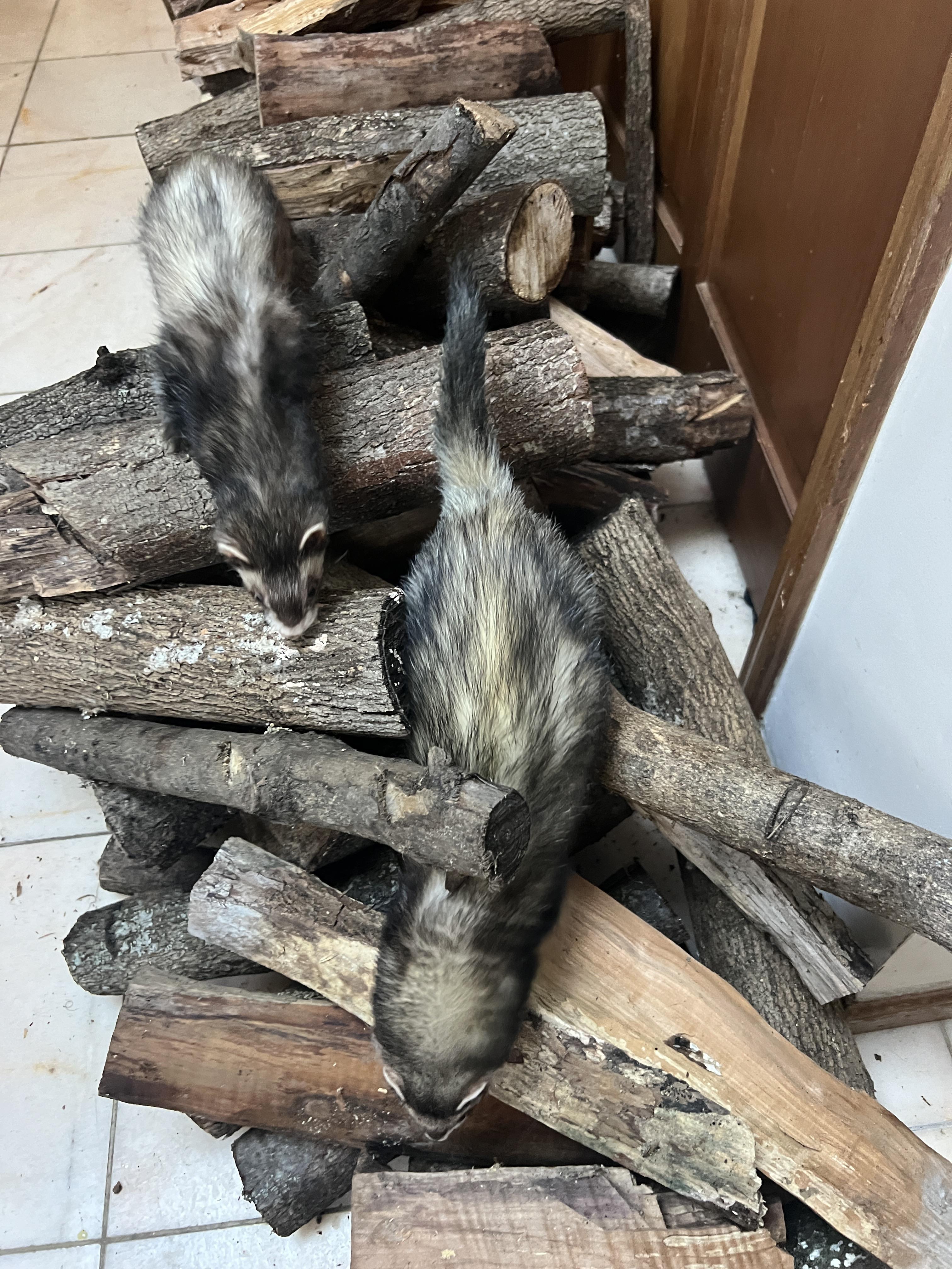 Woody weasels | Scrolller