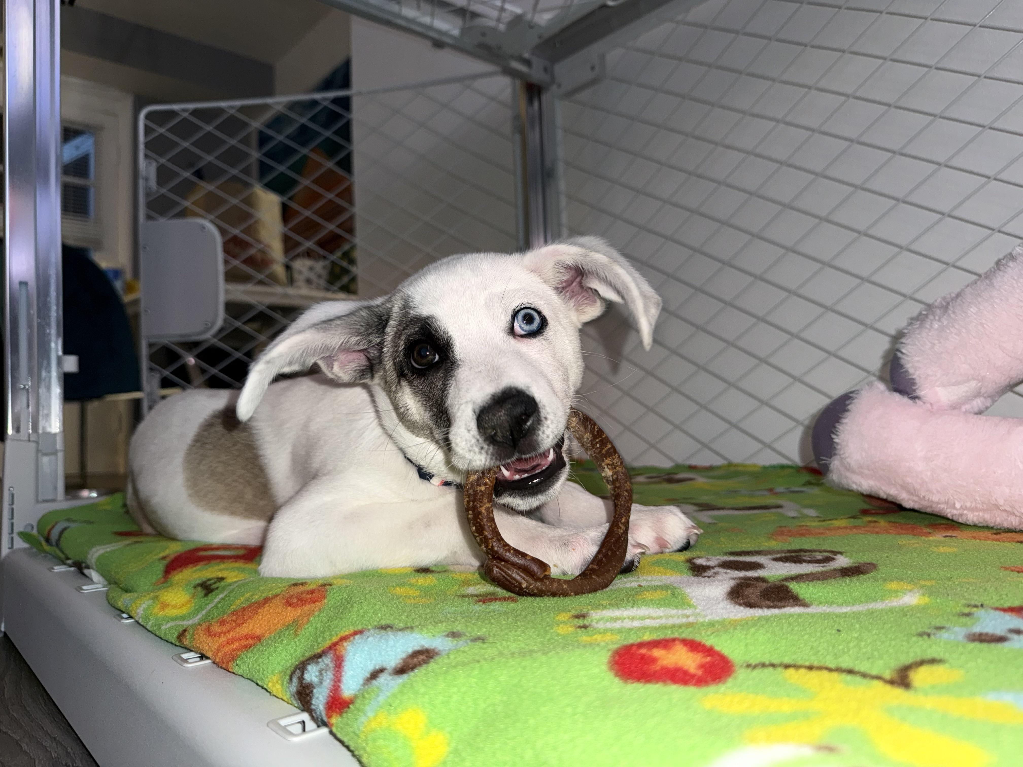 Our baby rescue girl Tapanga. She’s so sweet and loving. | Scrolller