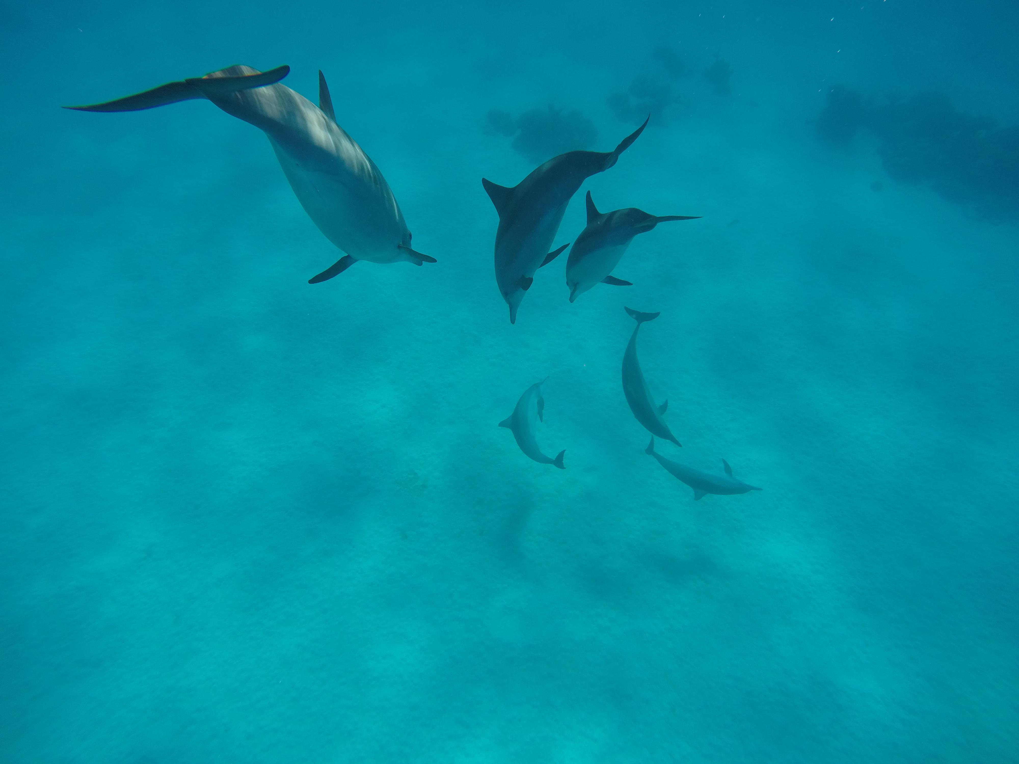 Discover more like Scuba: Met some very friendly dolphins in Egypt and Related Content | Scrolller