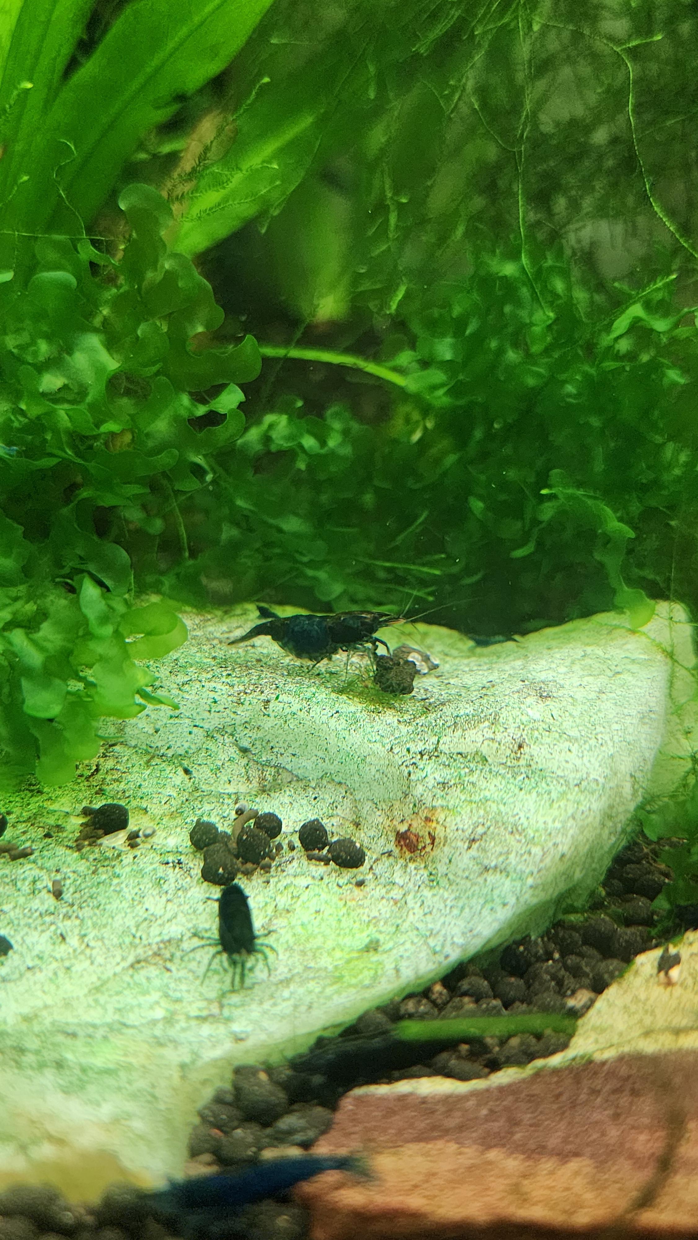 Update on the shrimp hex (30g) | Scrolller