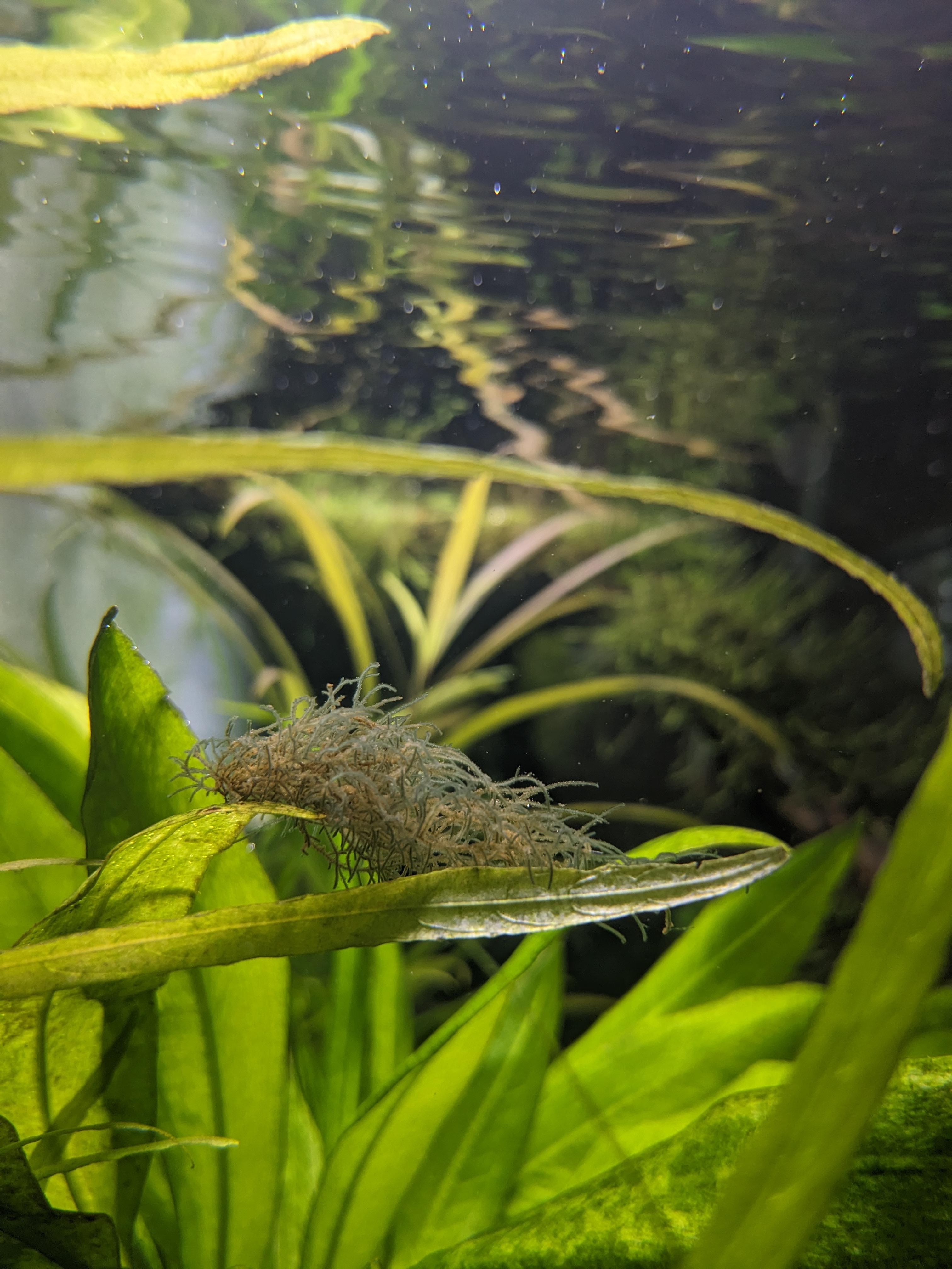 What algae is this in my tank? | Scrolller