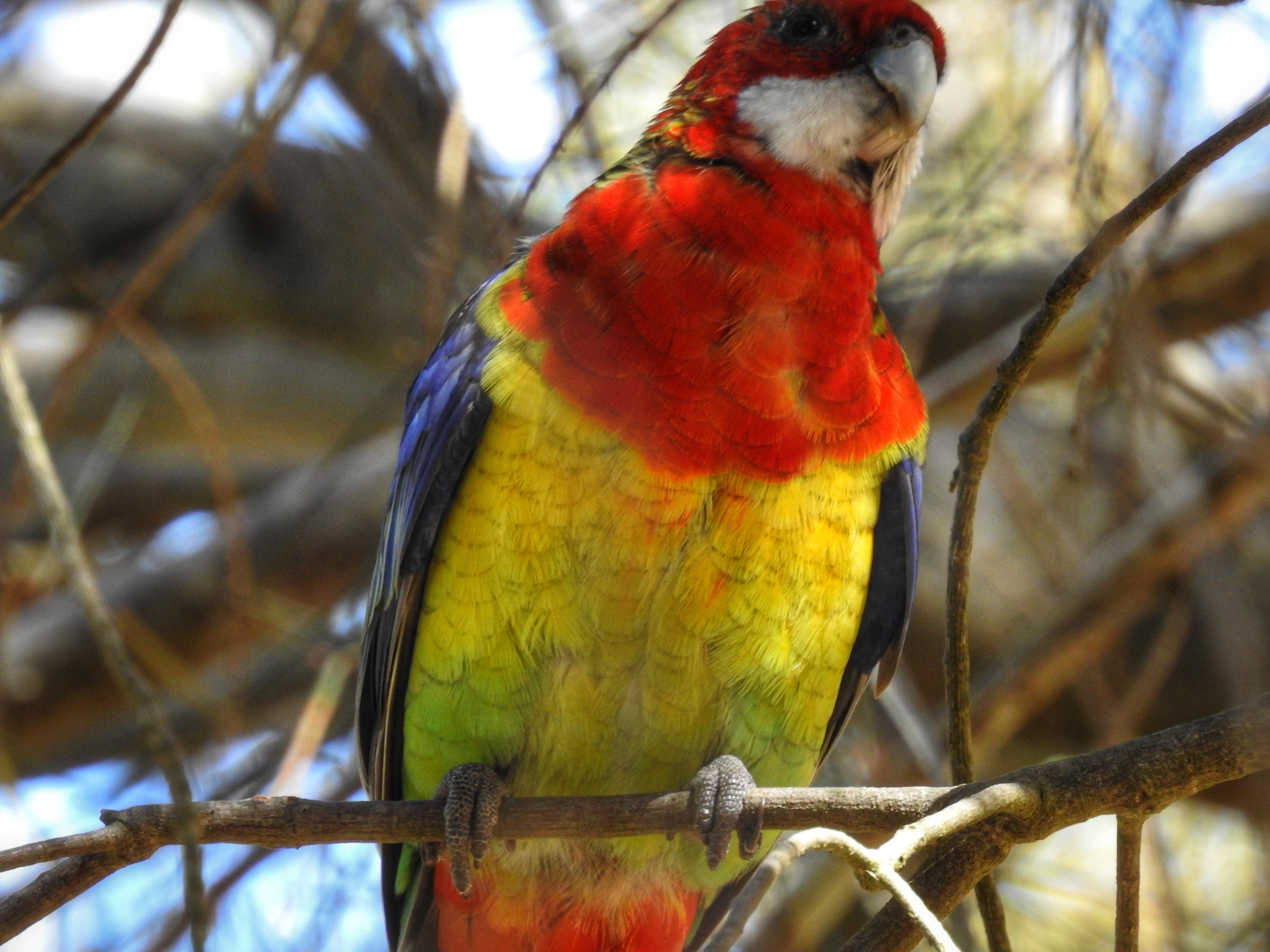 Small collection of Australian birds | Scrolller