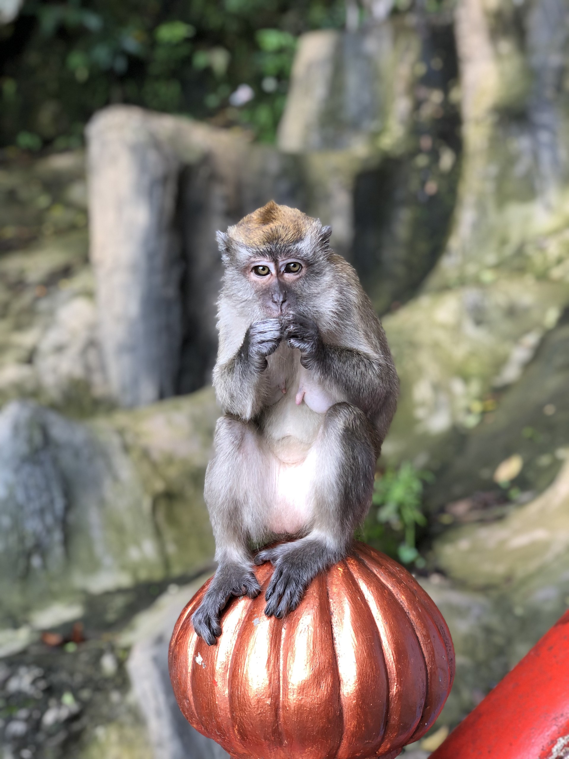 Batu Cave Monkeys | Scrolller