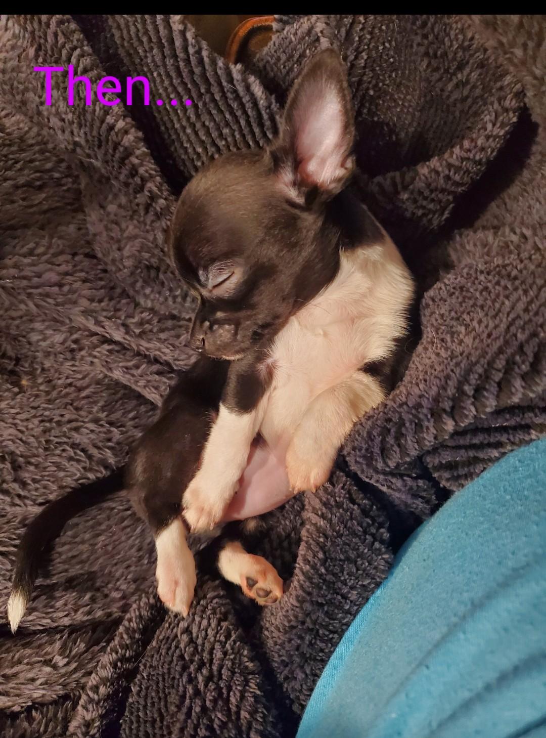 Happy Gotcha Day Sadie! | Scrolller