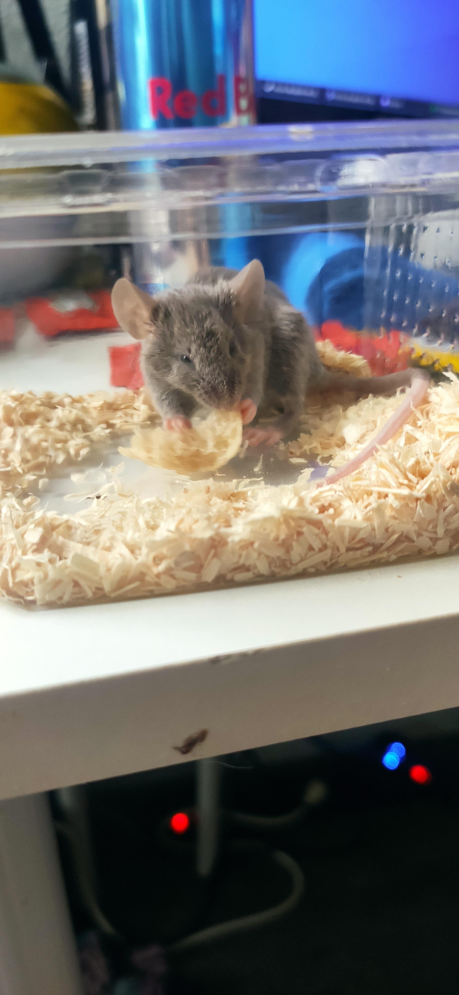 First time mice-mom: meet Minnie and Daisy 🥰 (story below) | Scrolller
