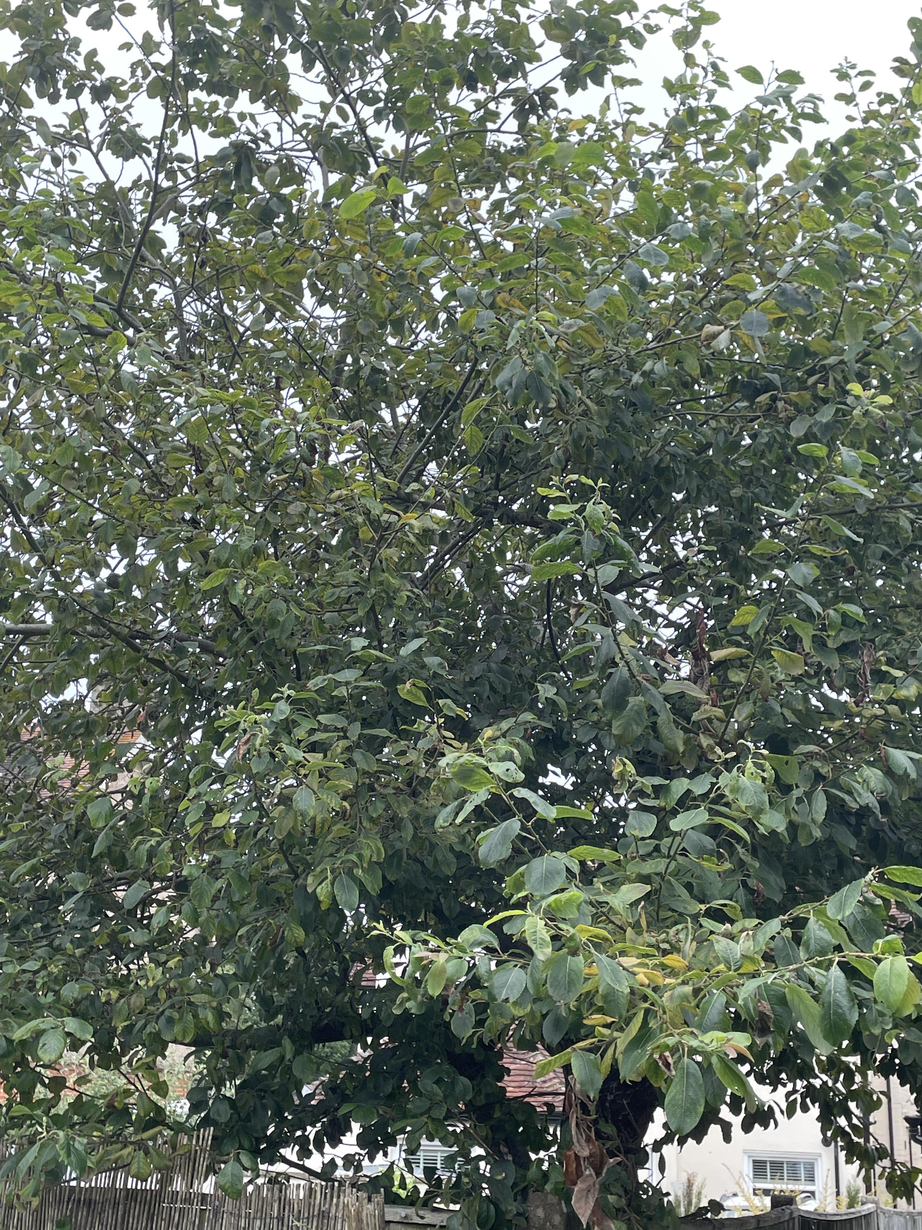 Tree seems sick | Scrolller