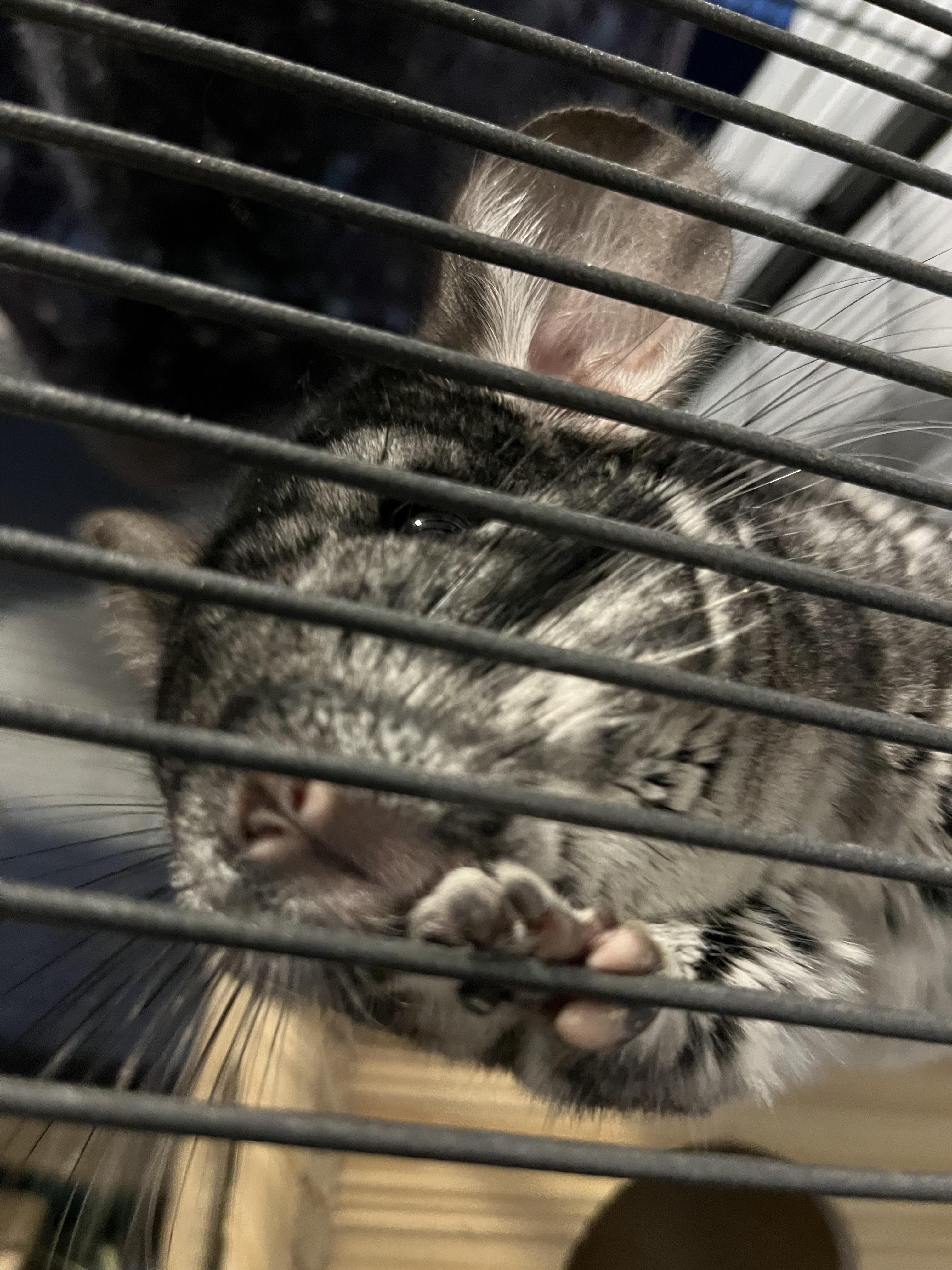 Hey…hey….HEY! Saisei demands attention while I’m feeding the rats 😅💙 | Scrolller