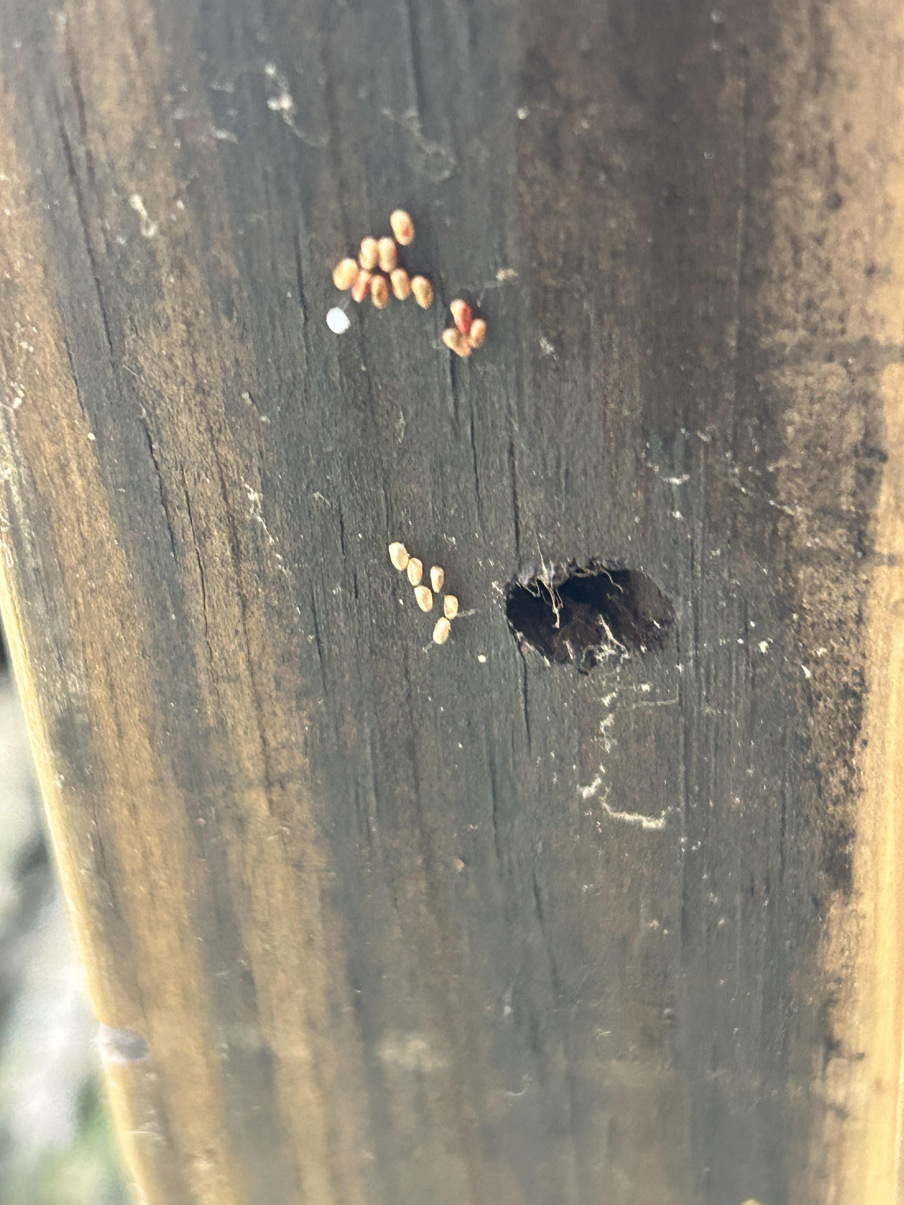 Egg Identification | Scrolller