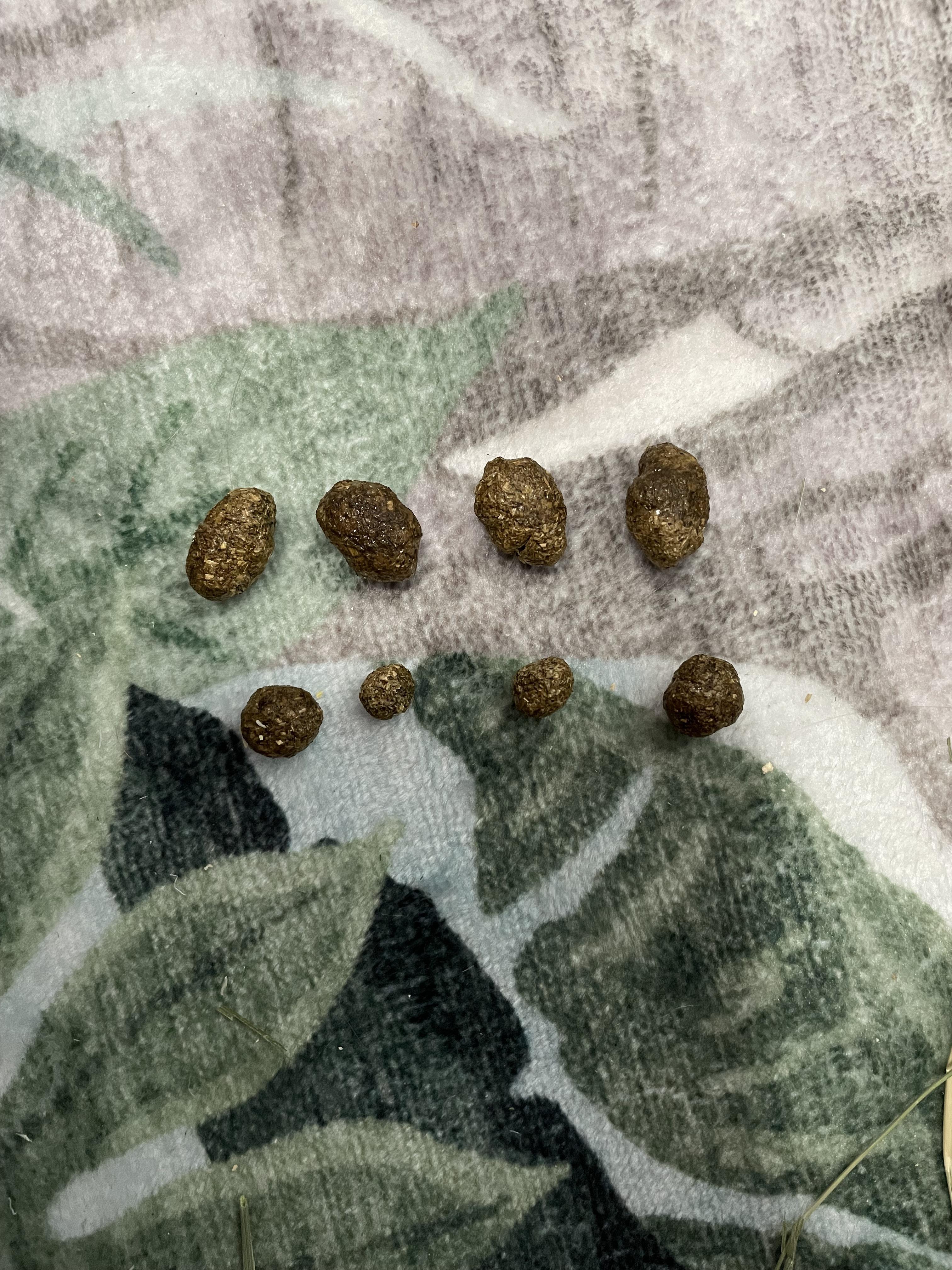 New bunny owner help please!! | Scrolller