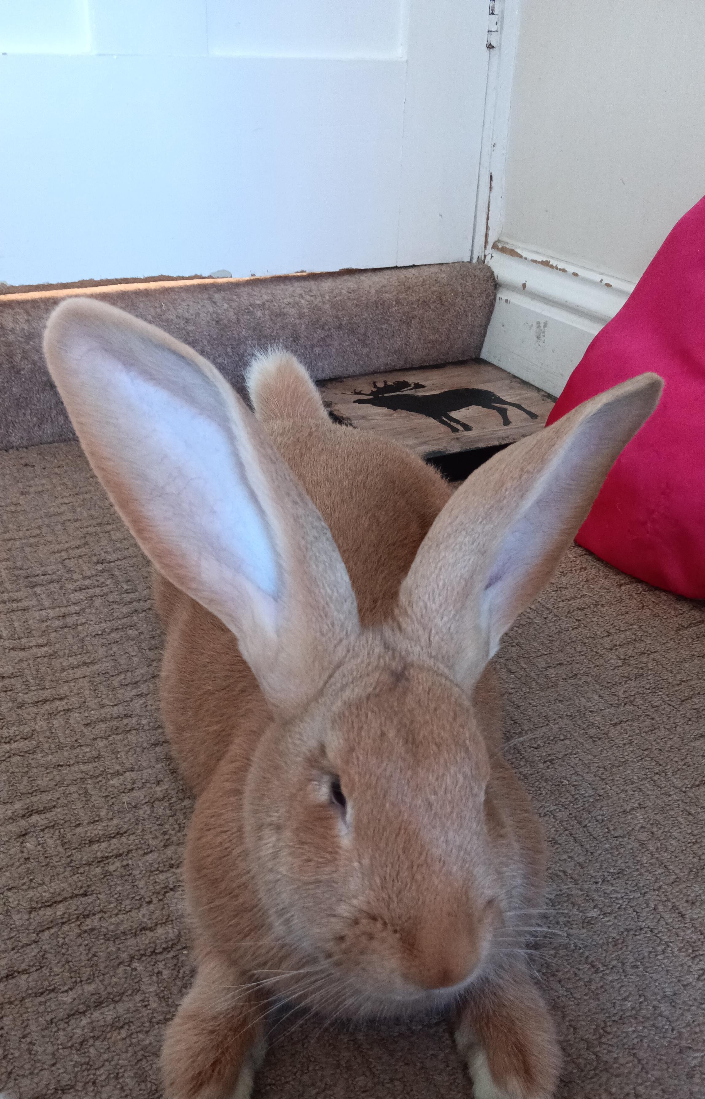 Signature pose | Scrolller