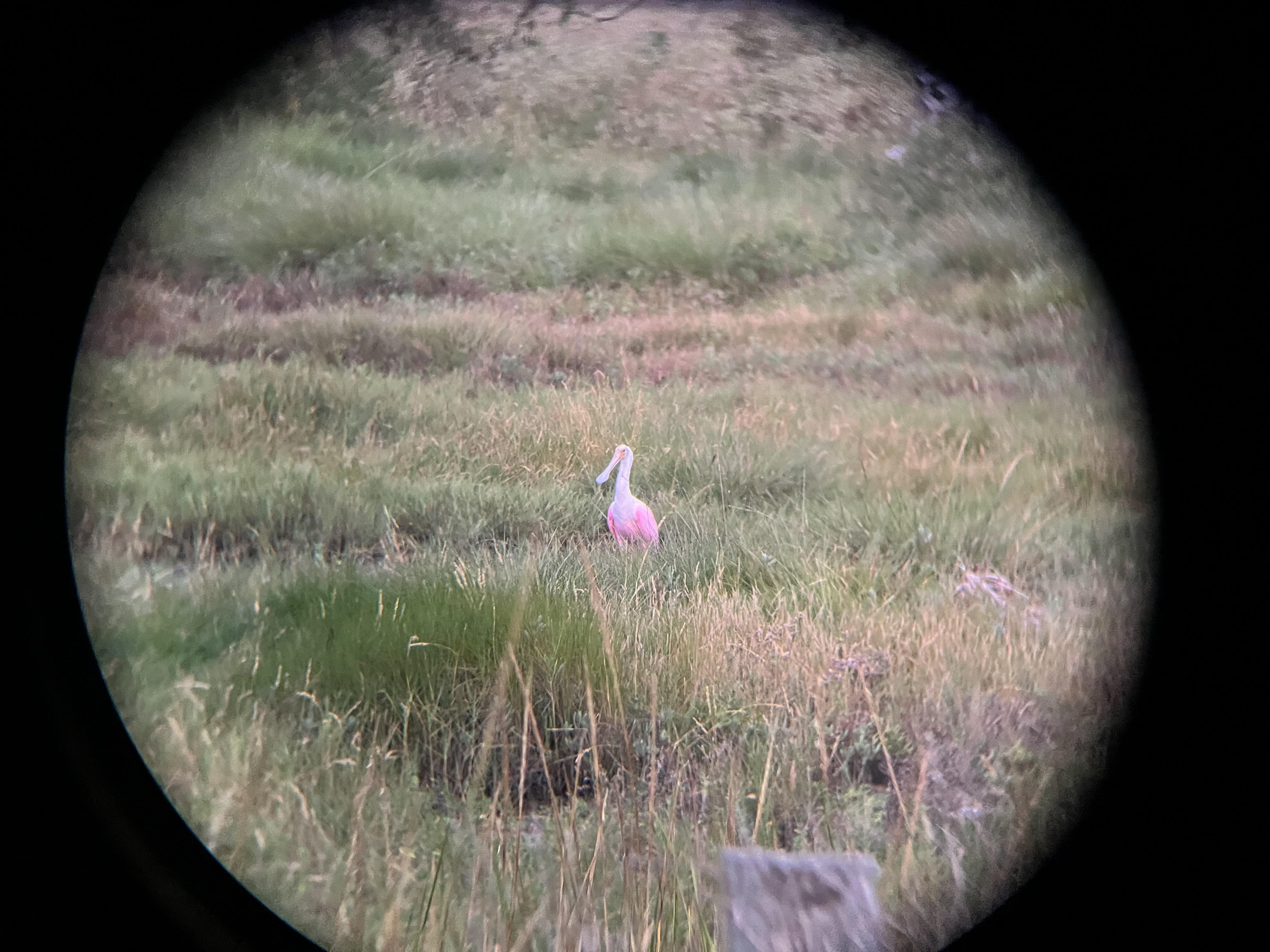 Galveston Birds | Scrolller