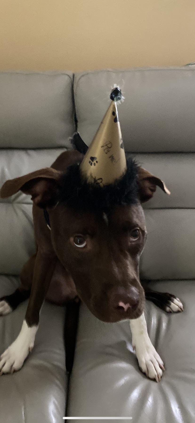 Eevee’s first bday today | Scrolller