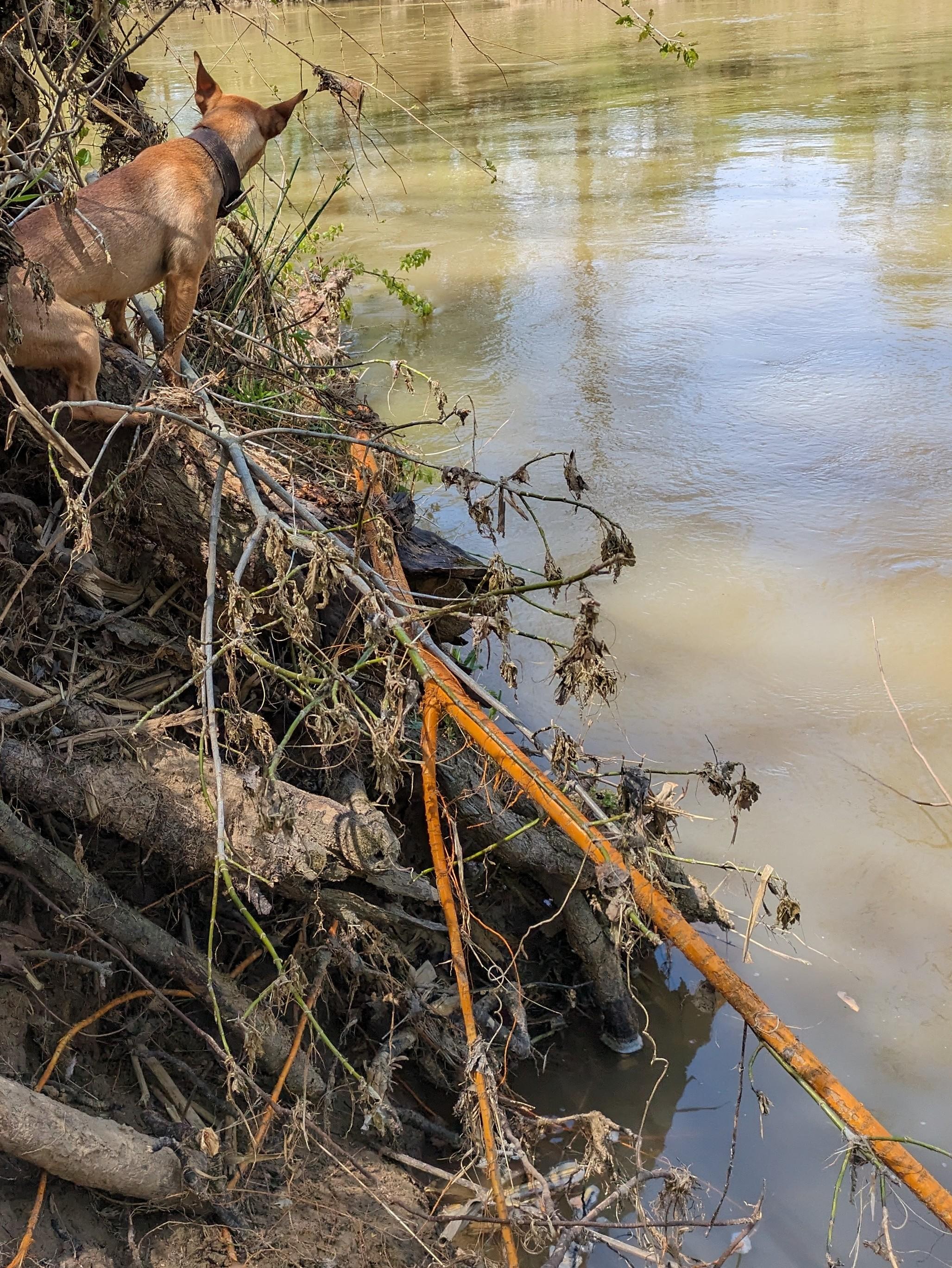 River Roots | Scrolller