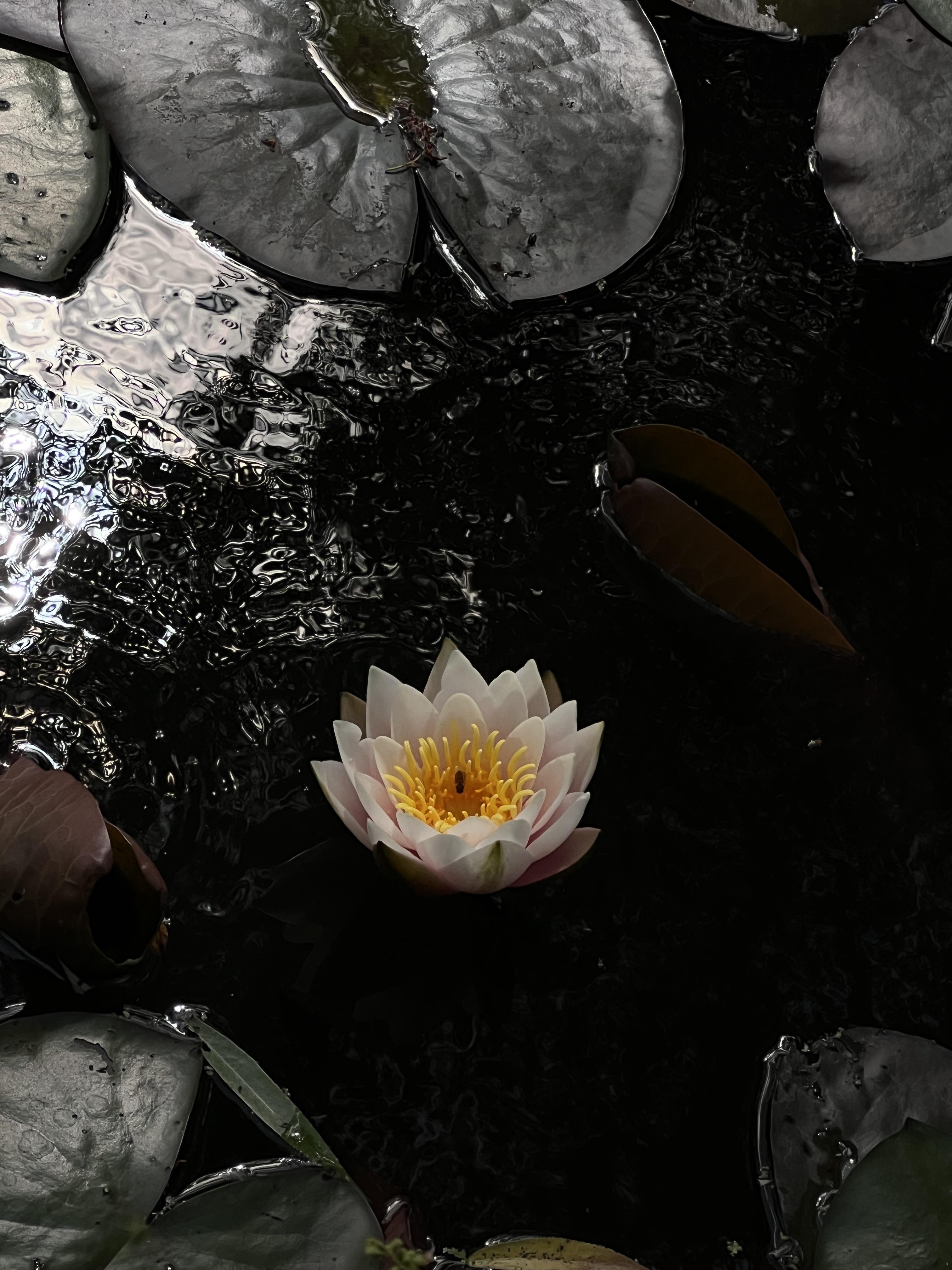 Water lily in netherlands | Scrolller