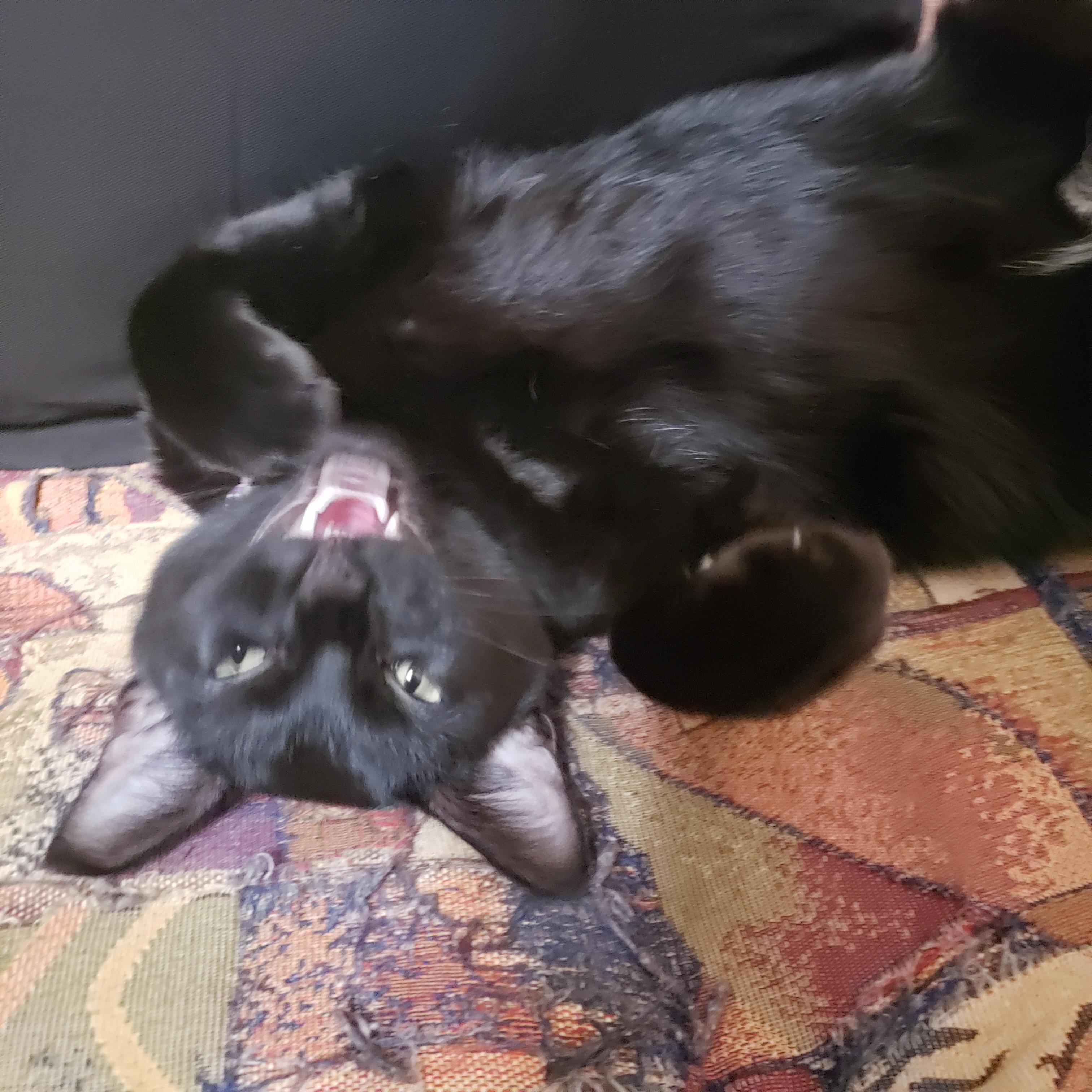 Cat Daddy's 10 Month Void | Scrolller