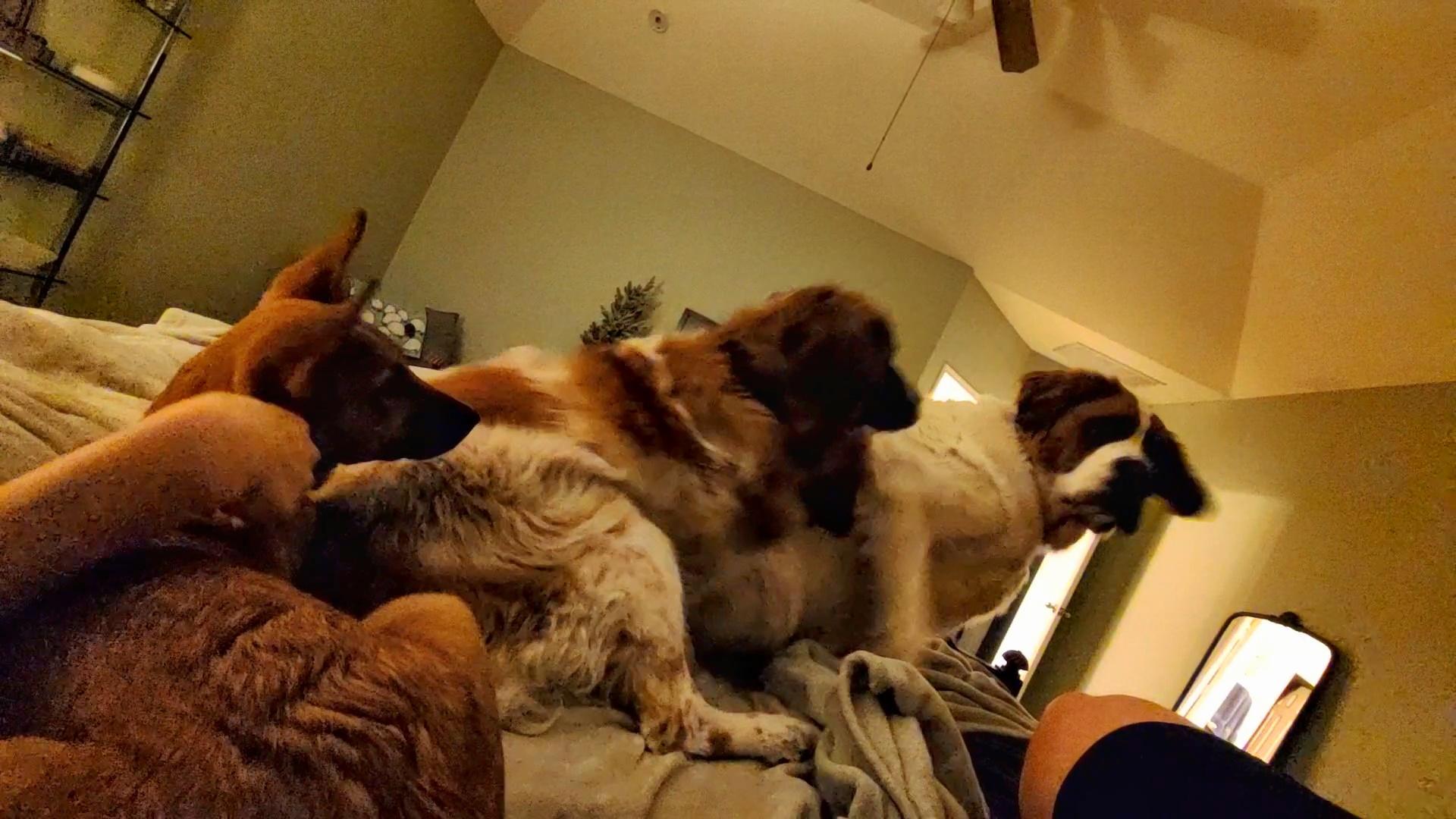 Floofy Bed | Scrolller