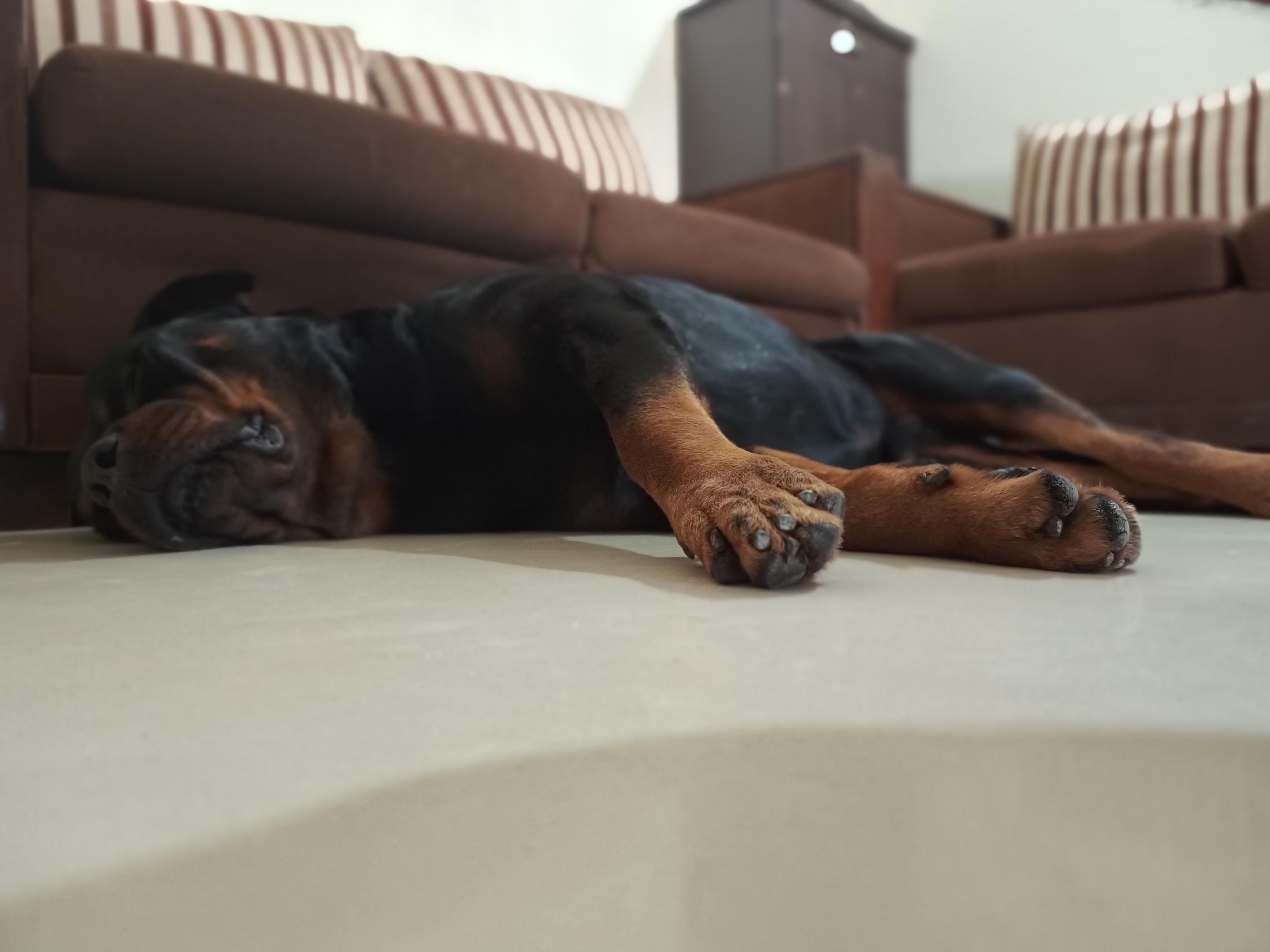 Afternoon Snooze | Scrolller