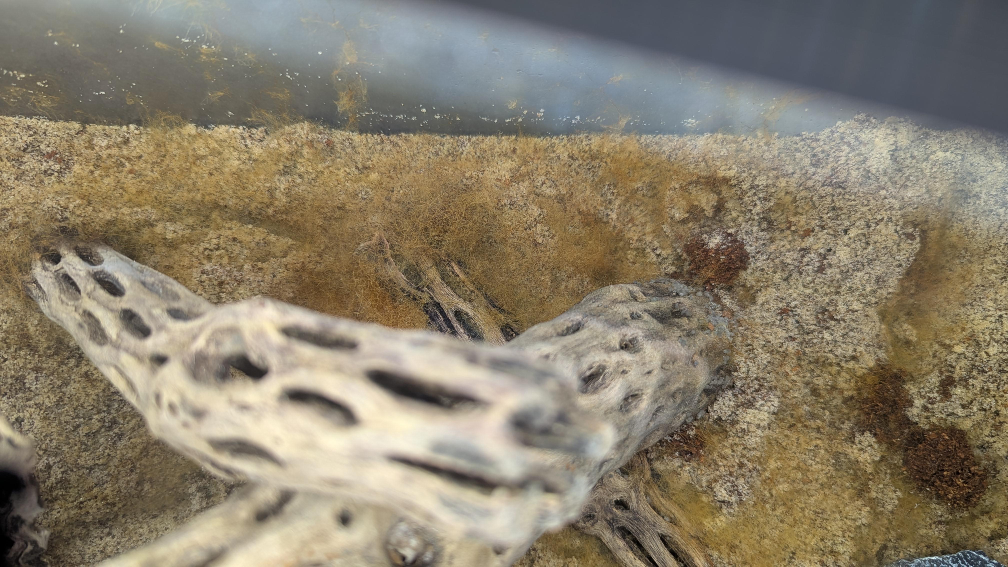 Idle hermit crab tank mold! | Scrolller