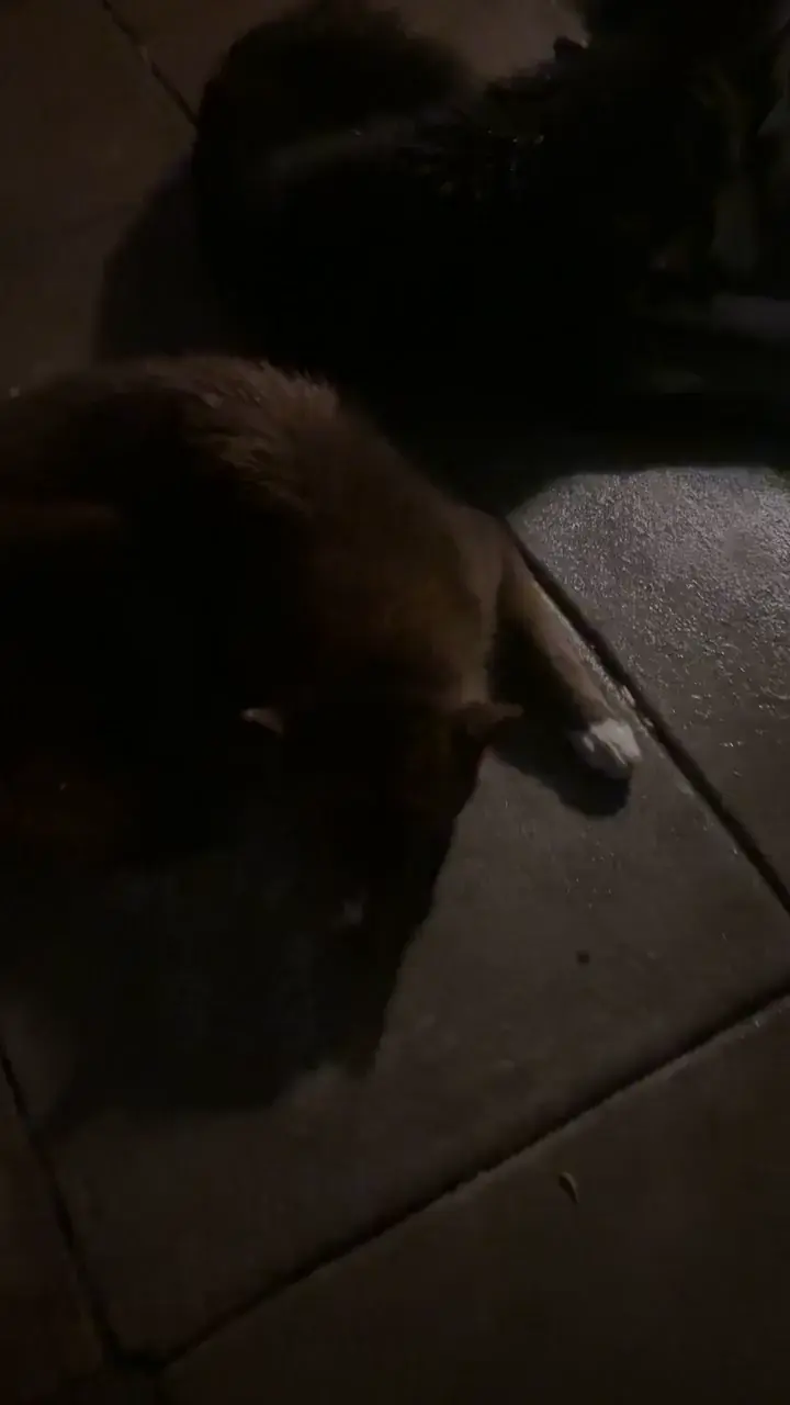 4-7 of the pack, three oldest and the all white papa | Scrolller