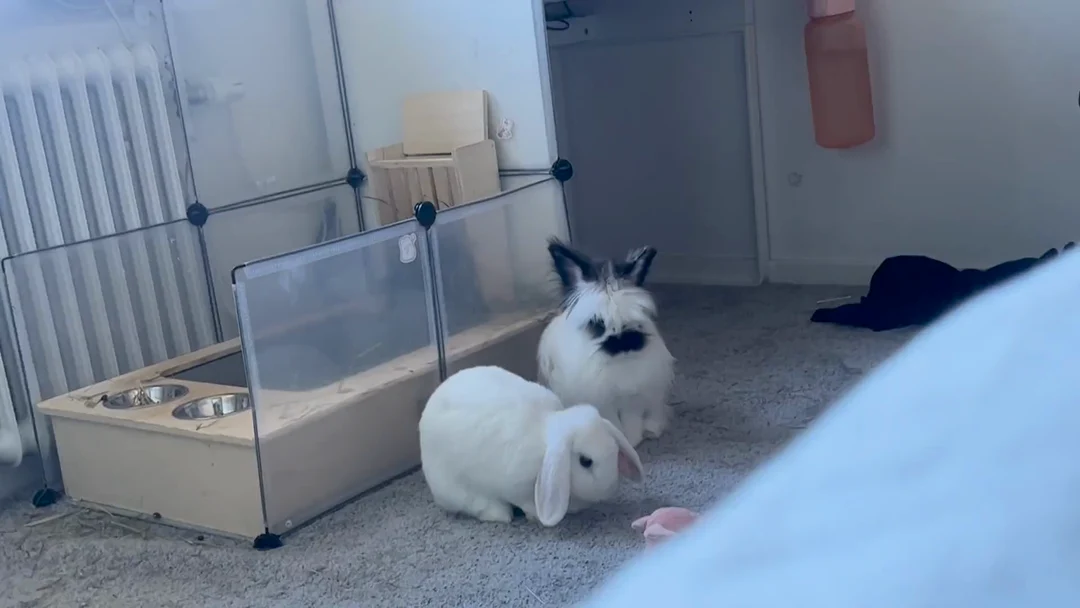 Double loaf | Scrolller