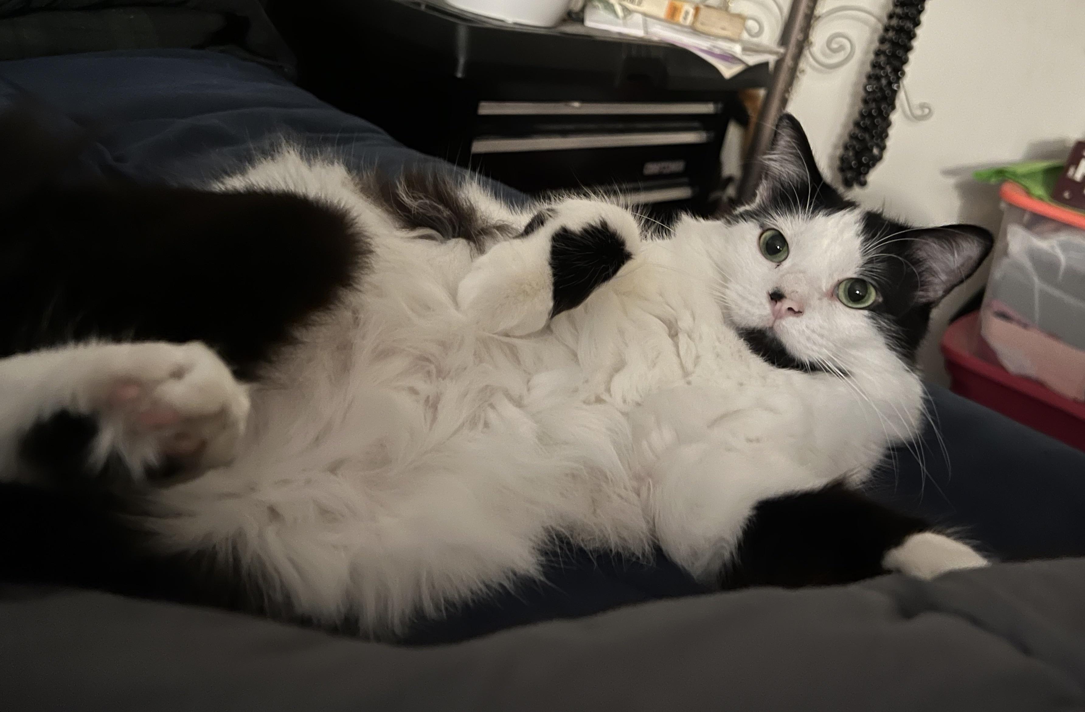 Floofy tummy trap! | Scrolller