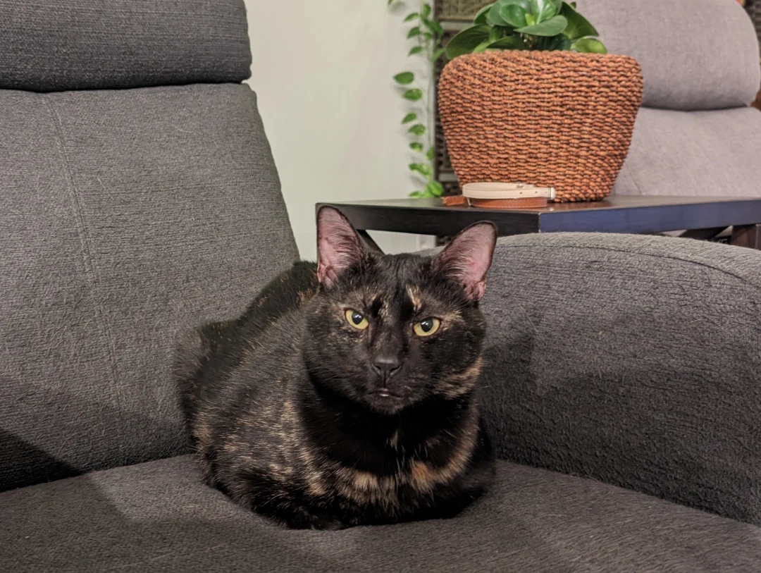 Slightly burnt loaf | Scrolller