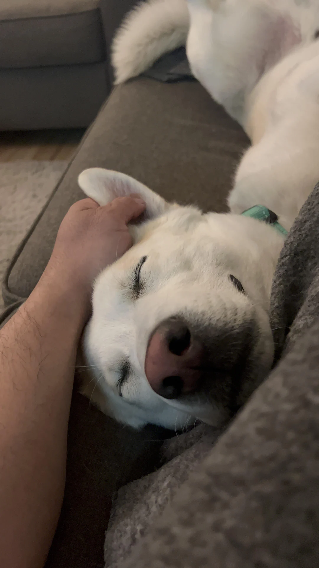 Sweet dreams little pup | Scrolller
