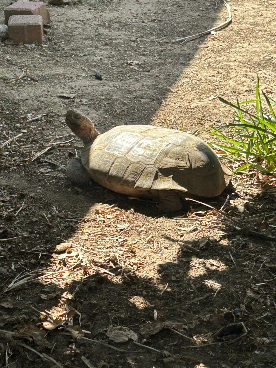 Tortoise just chillin' 😌🐢 | Scrolller