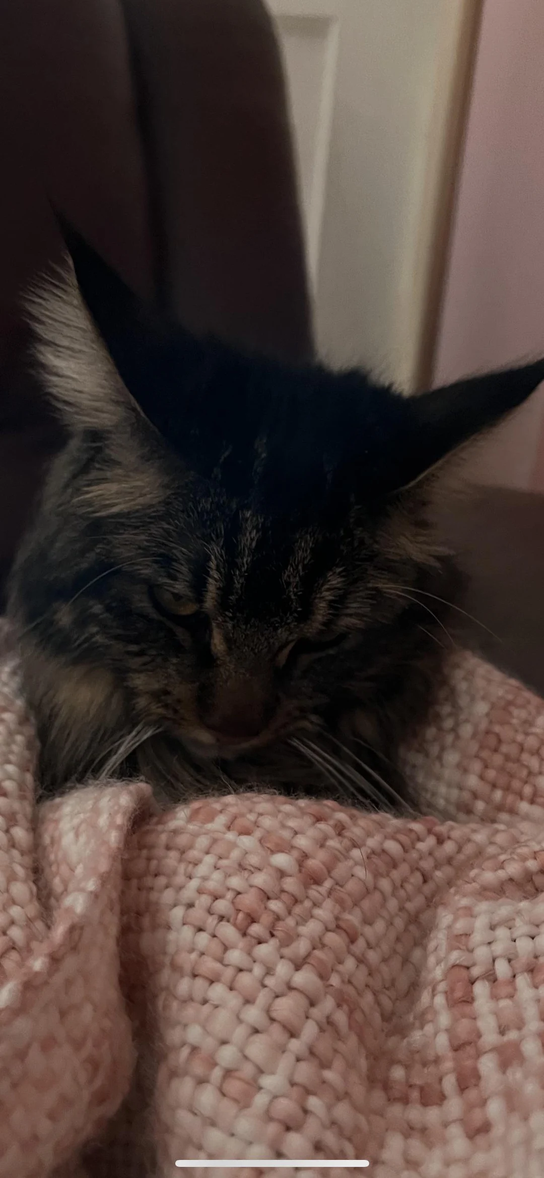 Disturbed Naptime | Scrolller