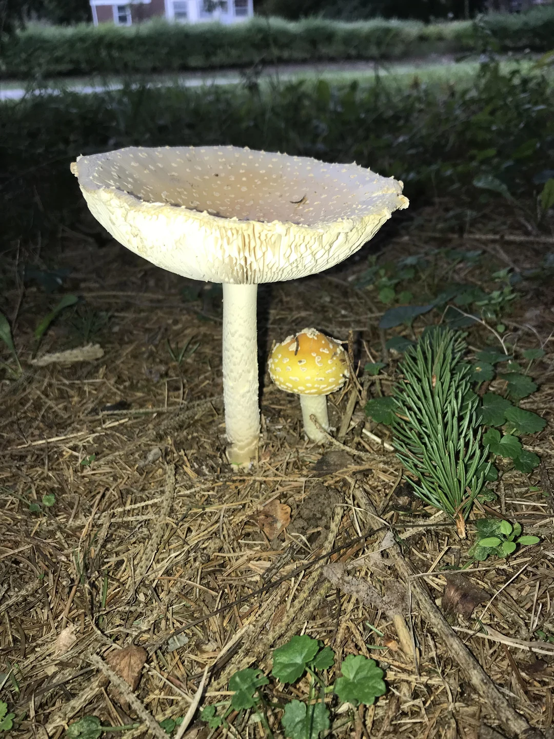 Got to my friends place and seen these immediately!! All under pine trees!! | Scrolller