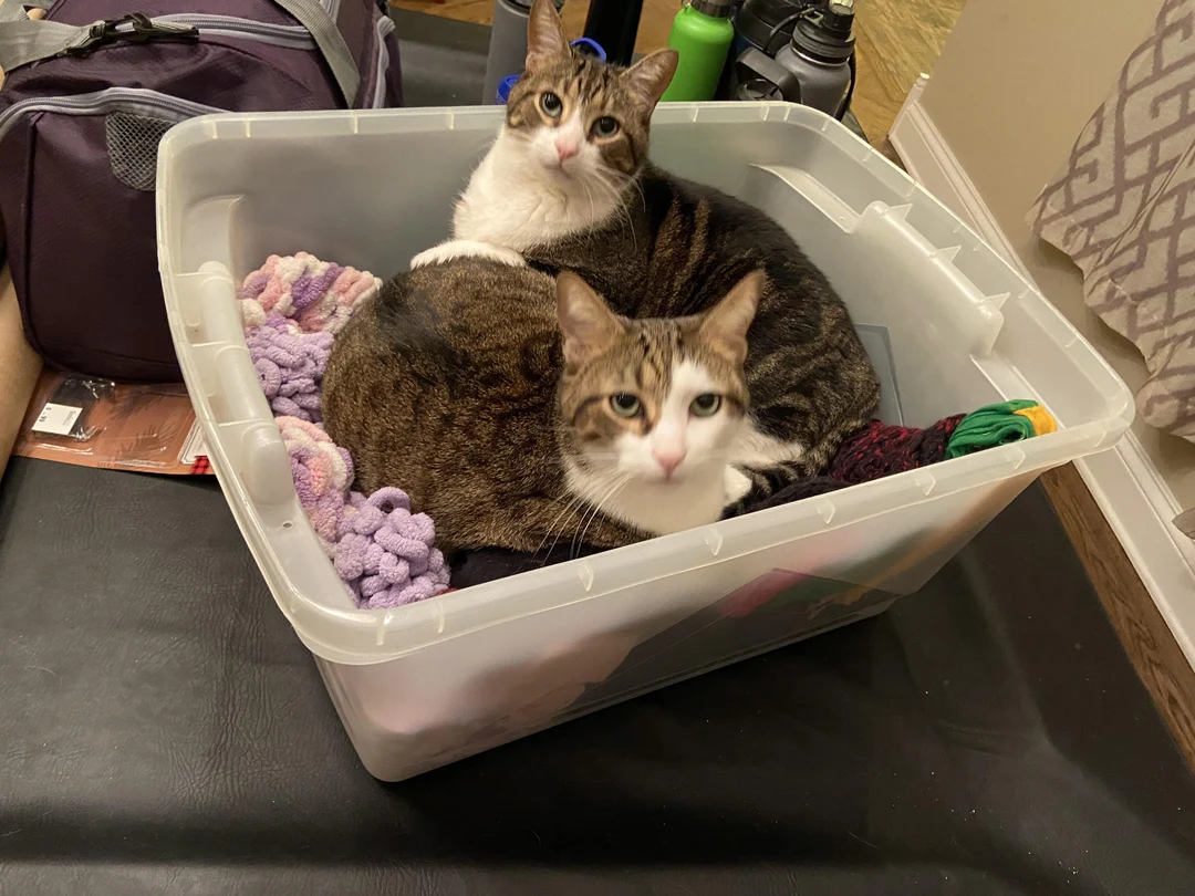 2 cats, 1 trap | Scrolller