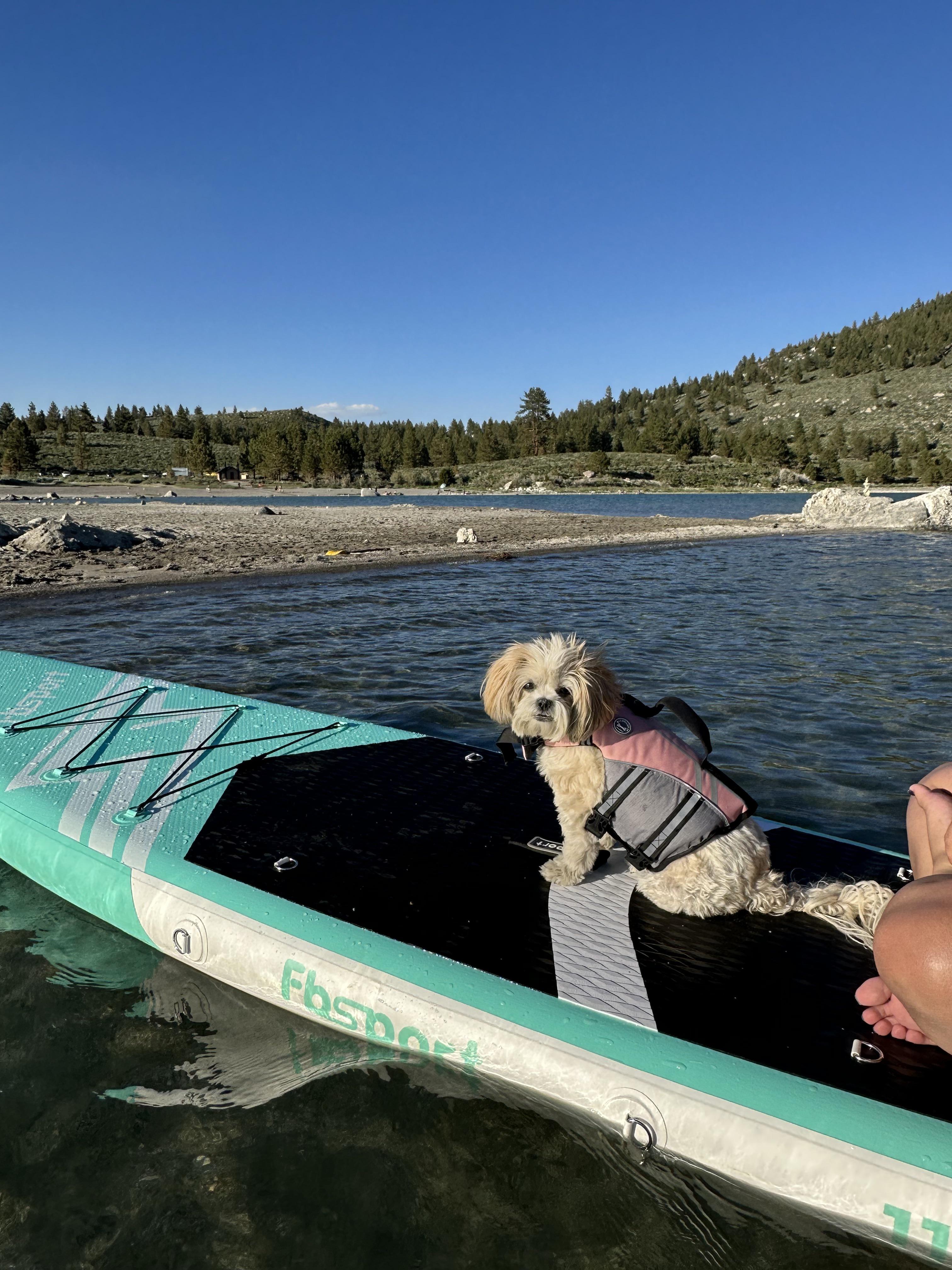 Paddle boarding Princess | Scrolller