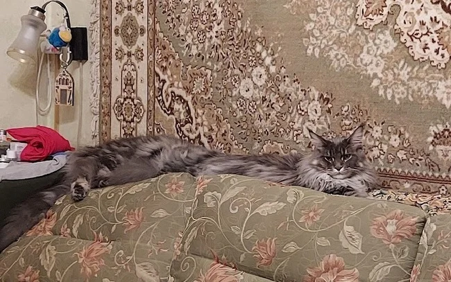 Very long | Scrolller