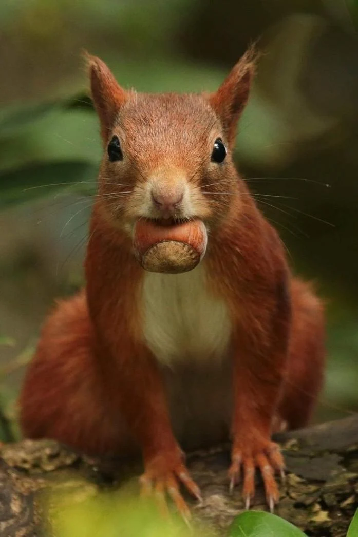 Adorable European Red Squirrel | Scrolller