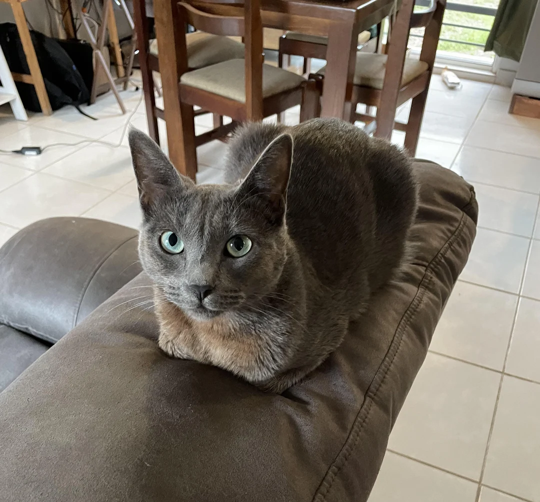 Purrrfect bread | Scrolller