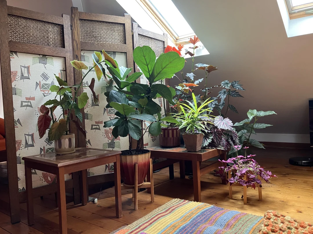 Hanging out in my attic bc of 🦠. My indoor plants are making me feel better | Scrolller