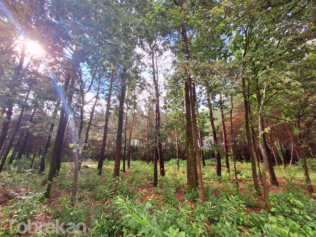 Sunshine through the forest | Scrolller