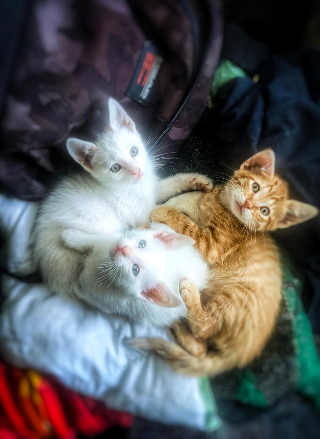 Midday's resting | Scrolller