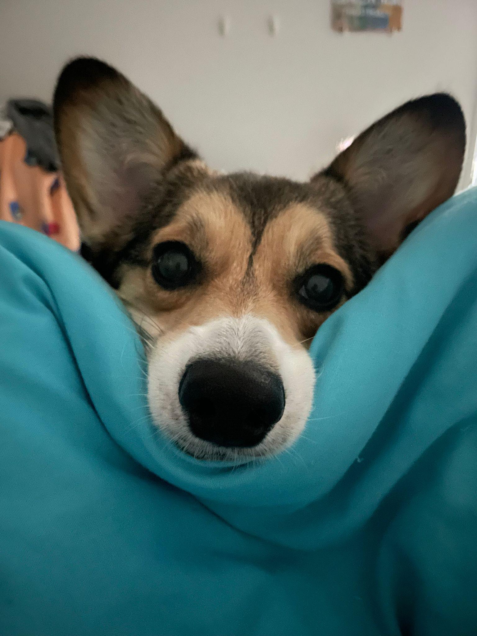 Time to wake up and make my breakfast human! | Scrolller