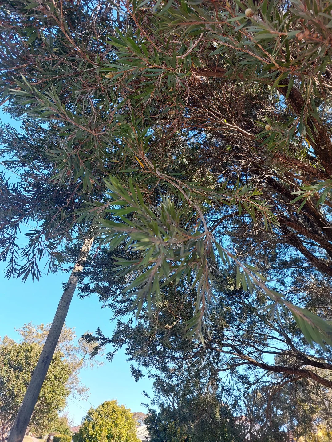 help identifying this plant | Scrolller