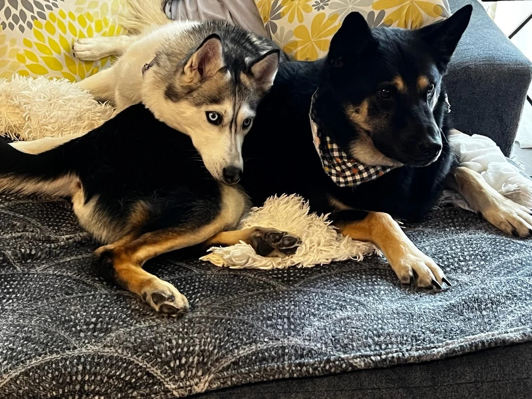 Here is Zero (siberian) and Maui (shepsky) | Scrolller