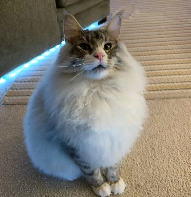 Winter floof | Scrolller