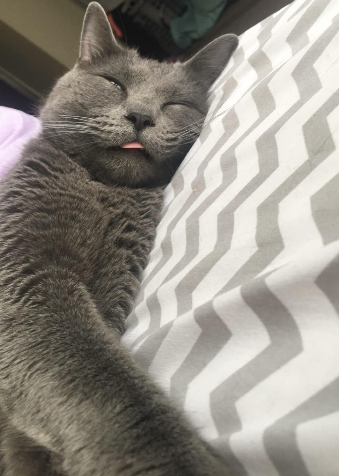 Sleepy Delbert’s blep | Scrolller